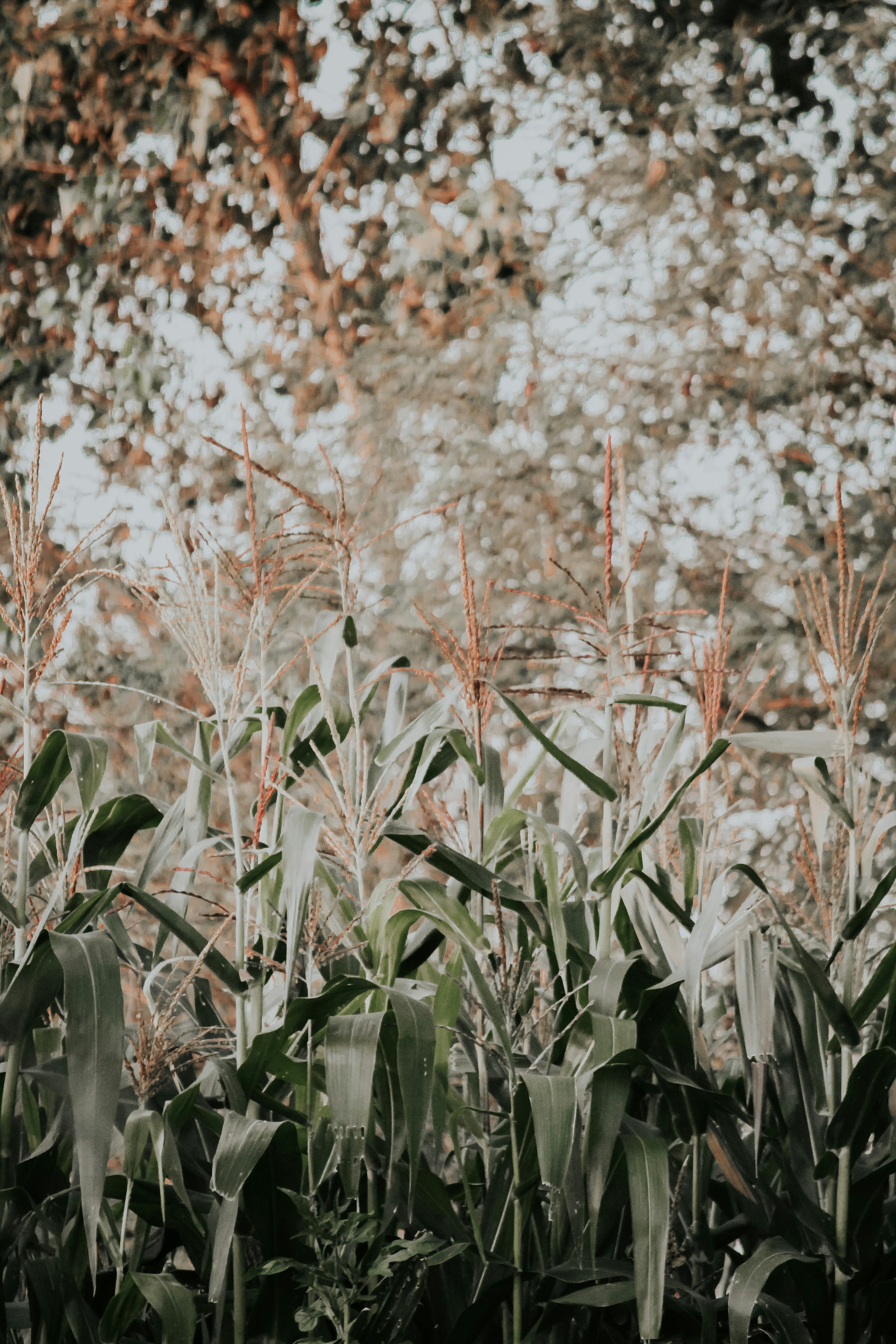 Lush corn plants stand tall, adorned with delicate tassels, framed by a backdrop of soft, dappled light filtering through trees. 