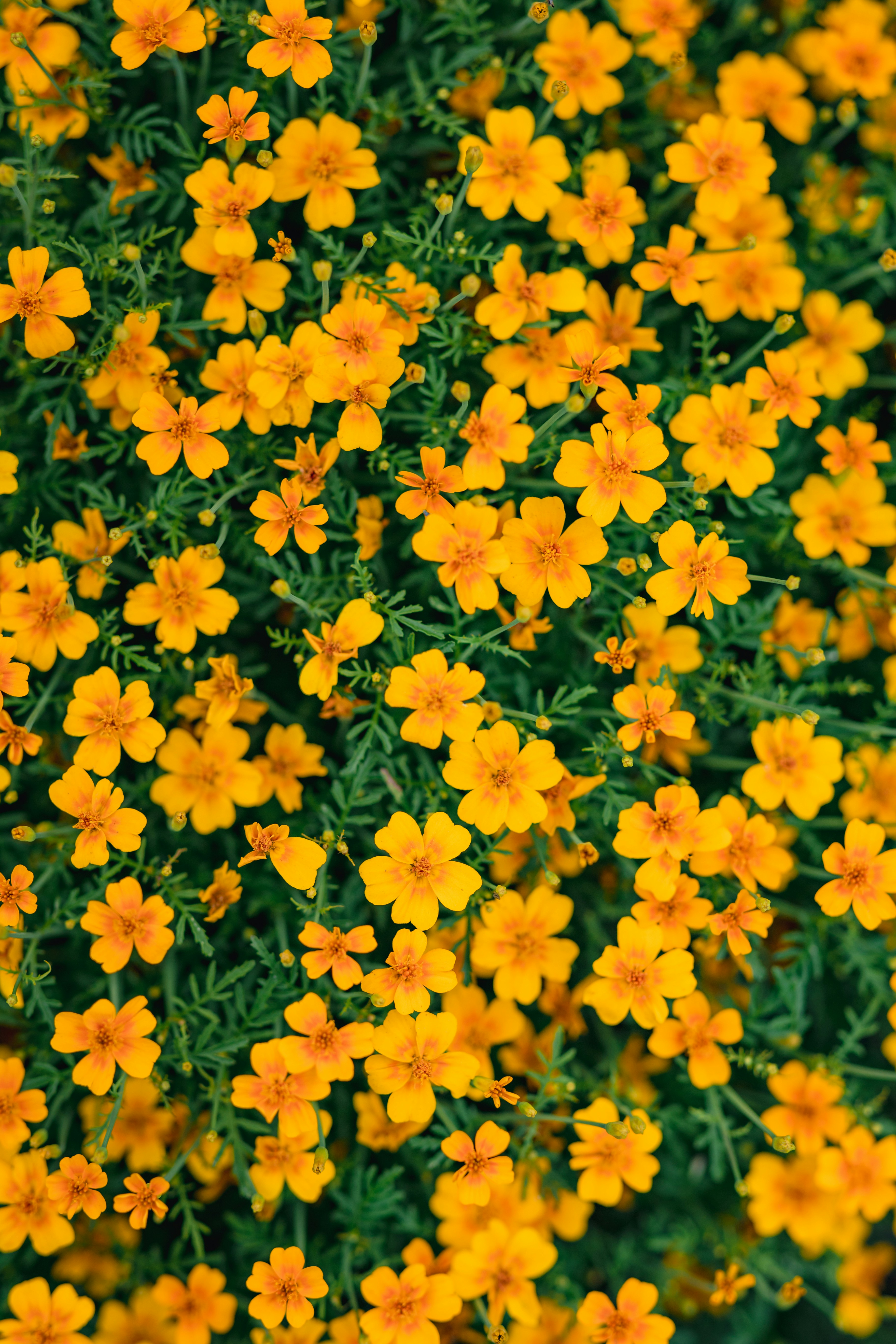 Vibrant yellow marigold flowers densely populate the frame, showcasing their intricate details and lush green foliage.