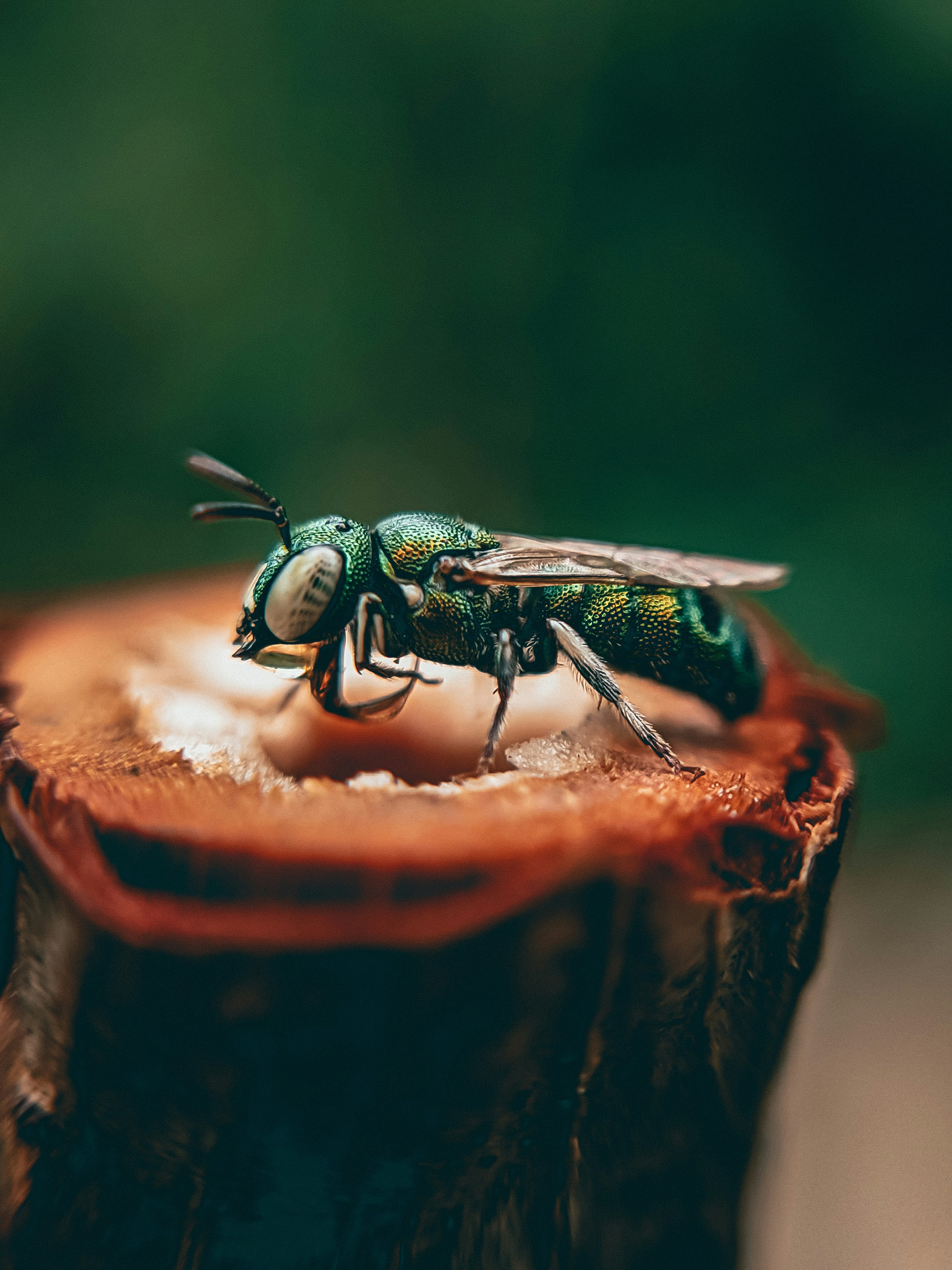 a fly sitting on top of a piece of wood