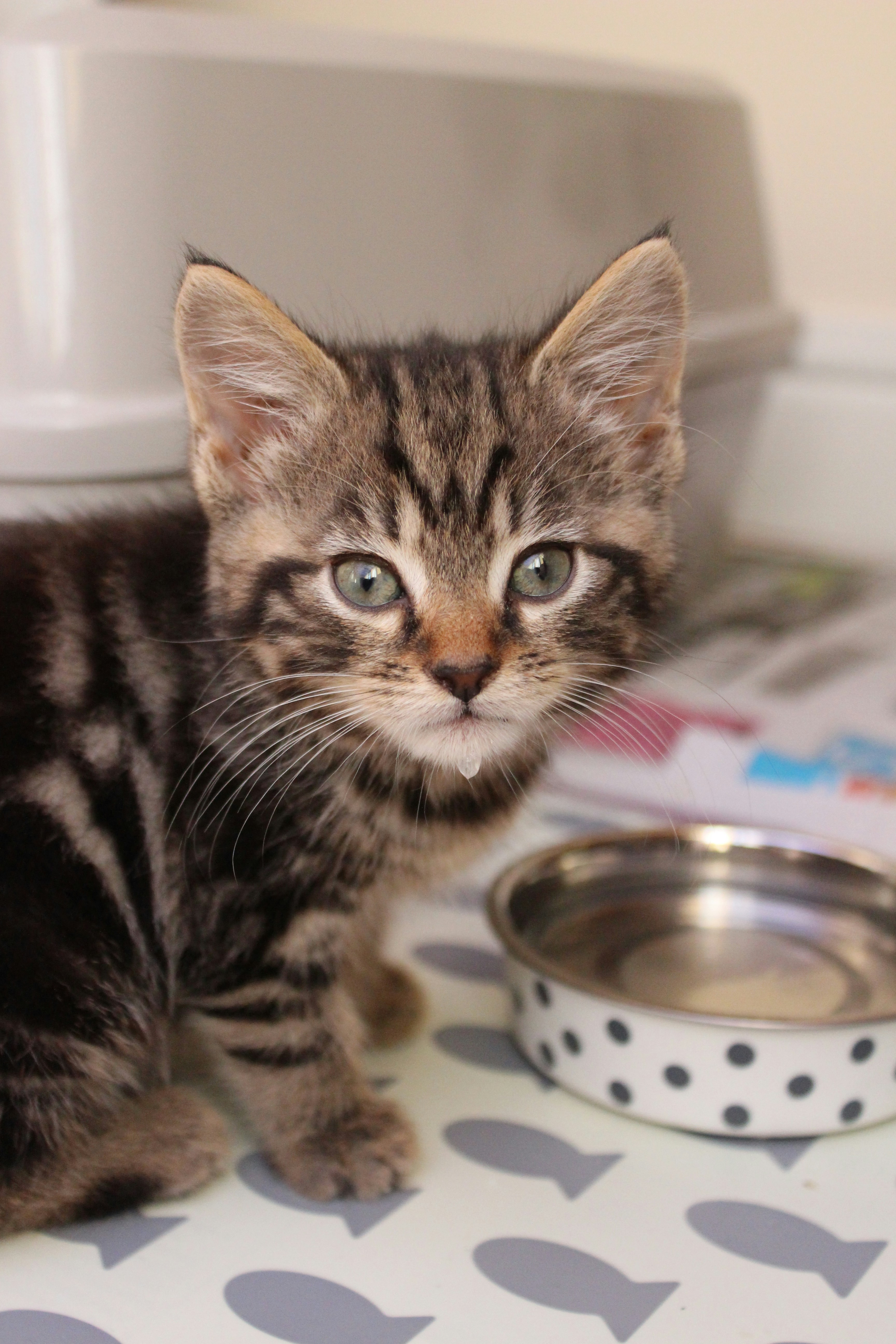 Tabby kitten | 24 best free tabby kitten, kitten, animal and mammal ...