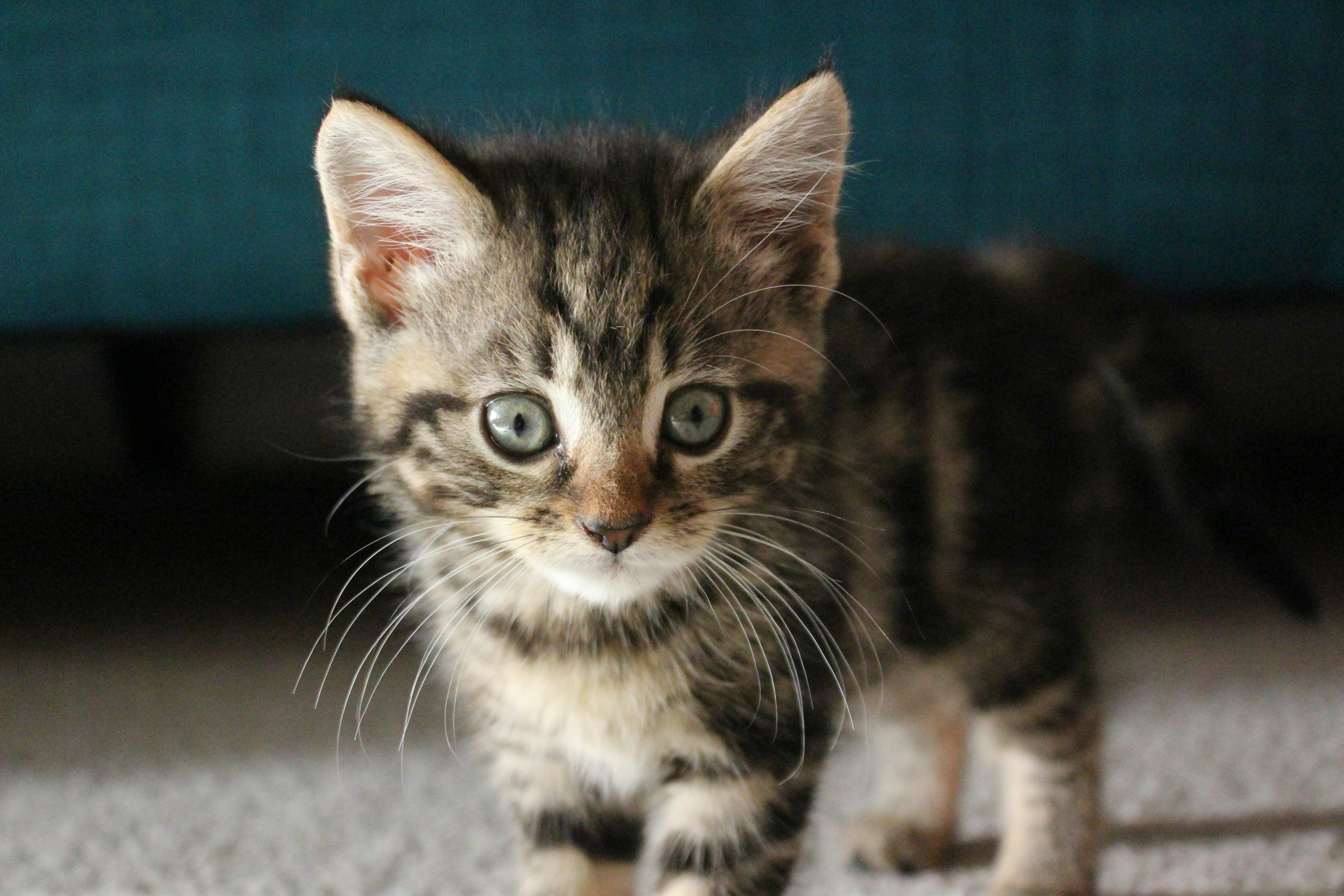Tabby kitten | 24 best free tabby kitten, kitten, animal and mammal ...