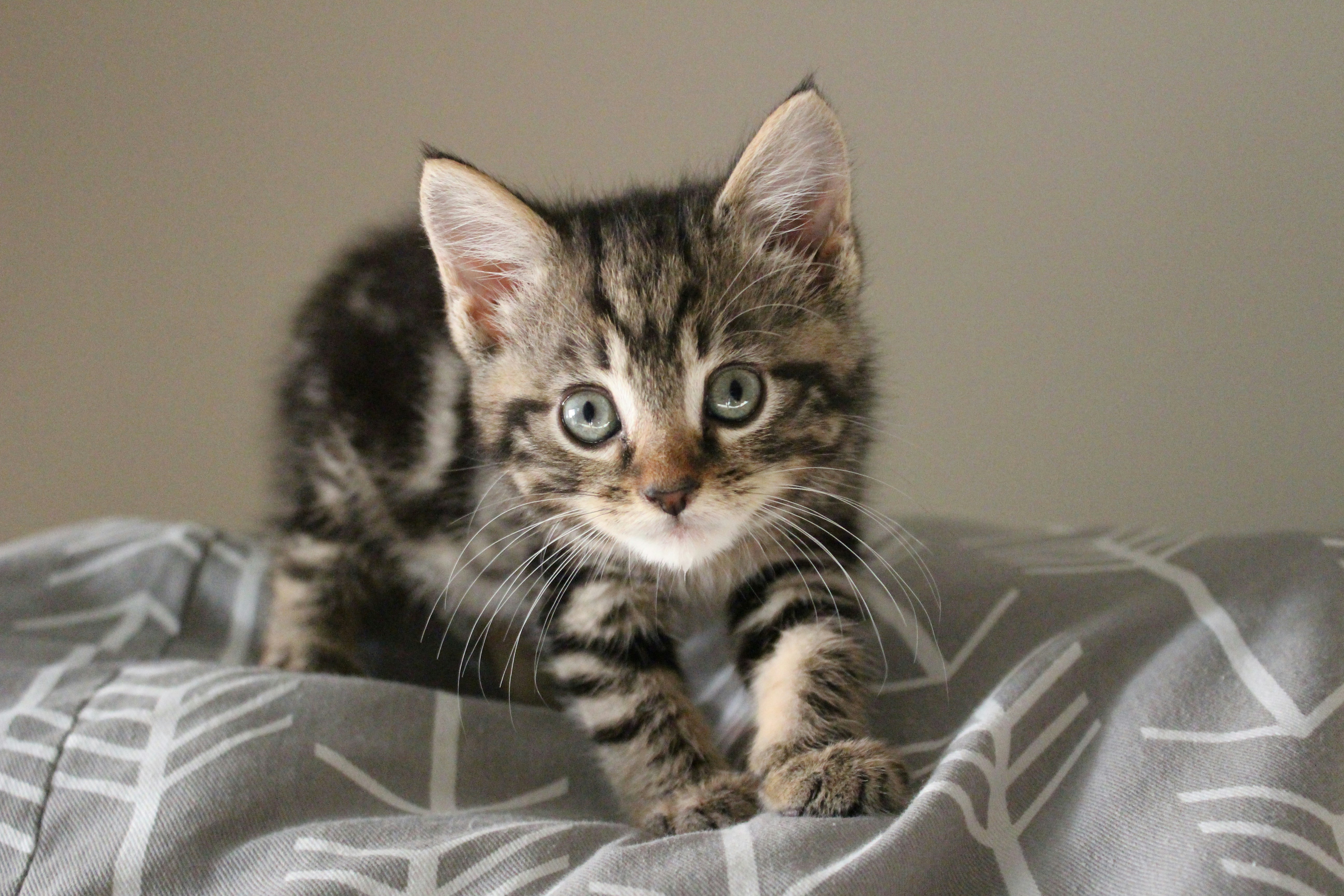 Tabby kitten | 24 best free tabby kitten, kitten, animal and mammal ...