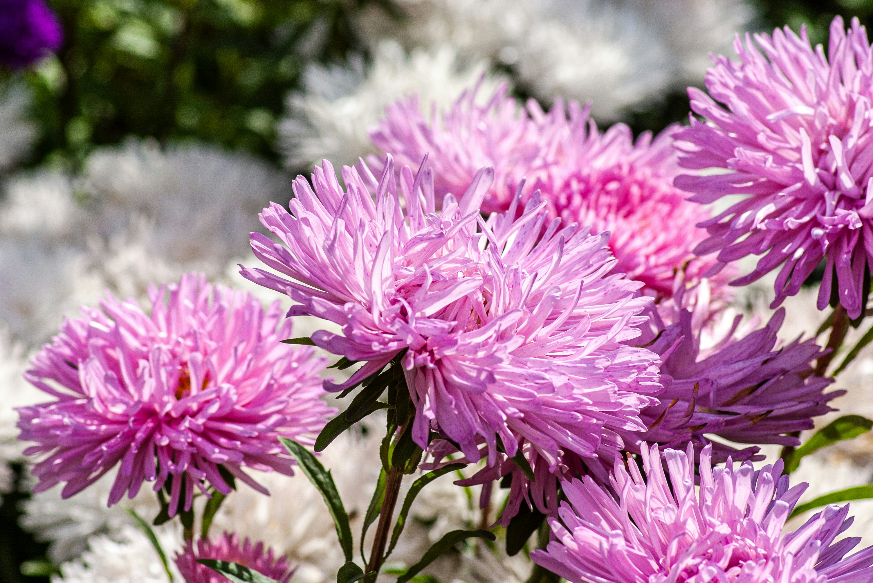 Sunlit Magenta Chrysanthemums: A Close-Up of Petal Fringes