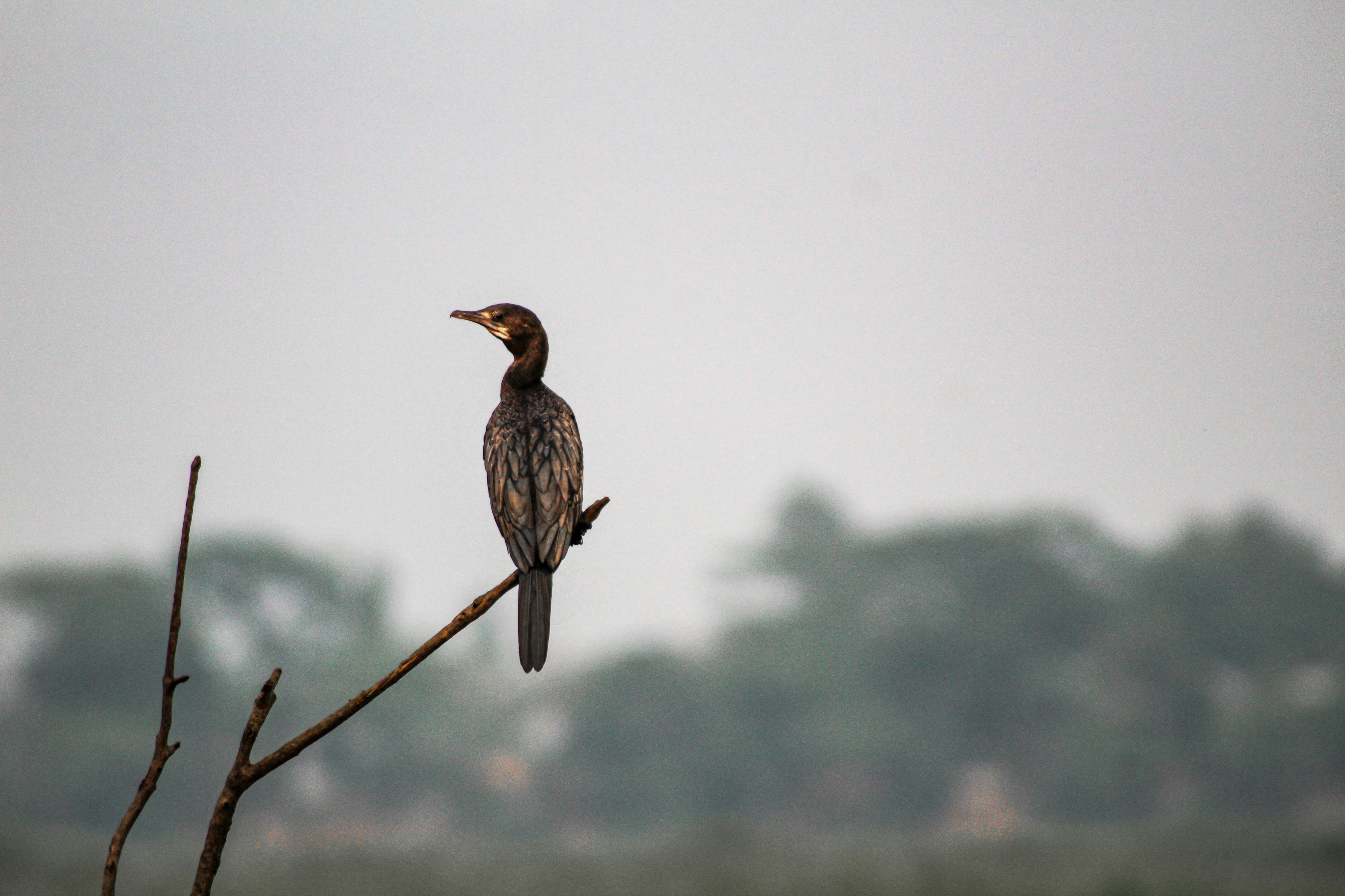 Lone Waterbird Perched on a Bare Branch Over a Quiet Wetland
