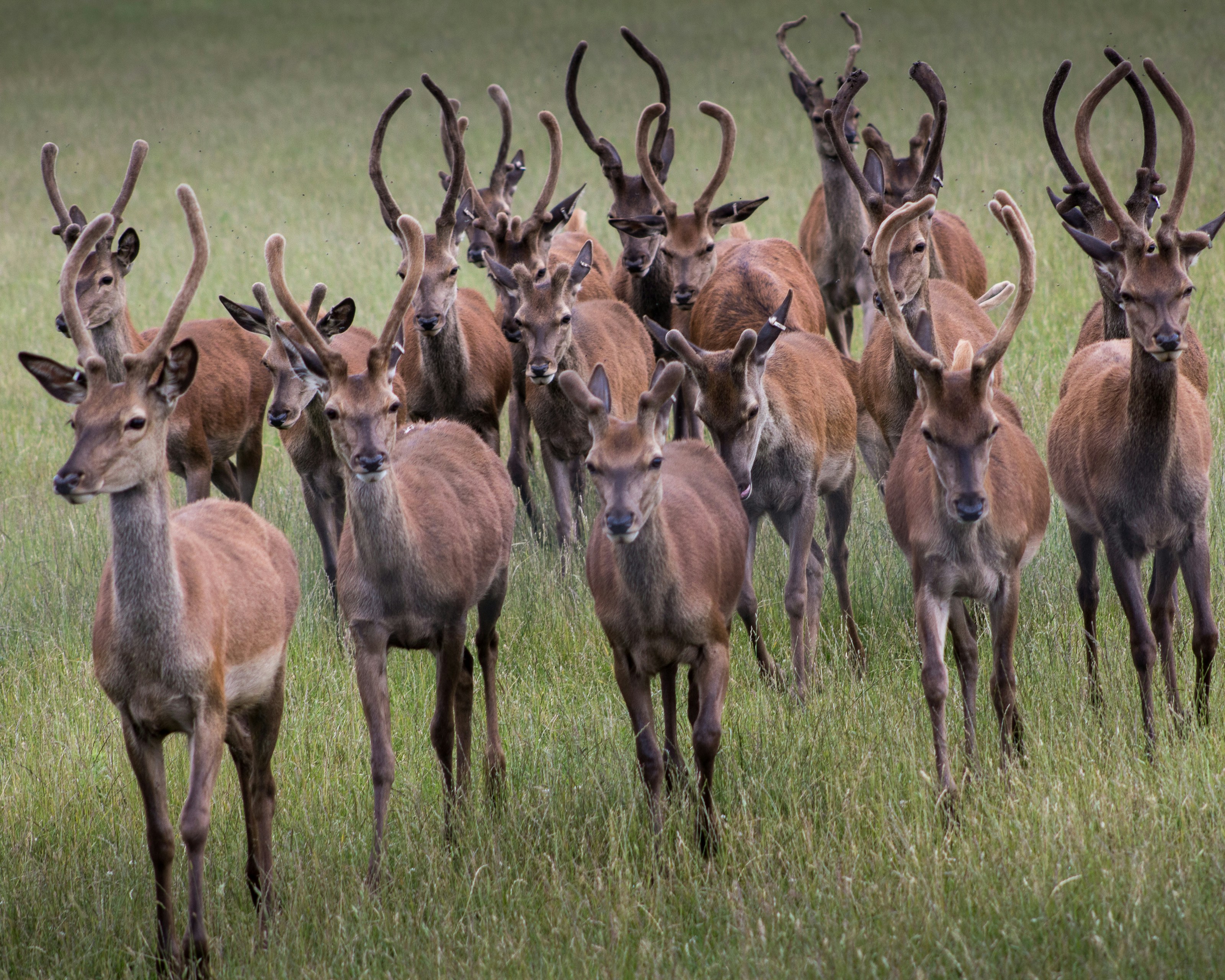 Emerald Convergence: A Herd of Red Deer in the Meadow