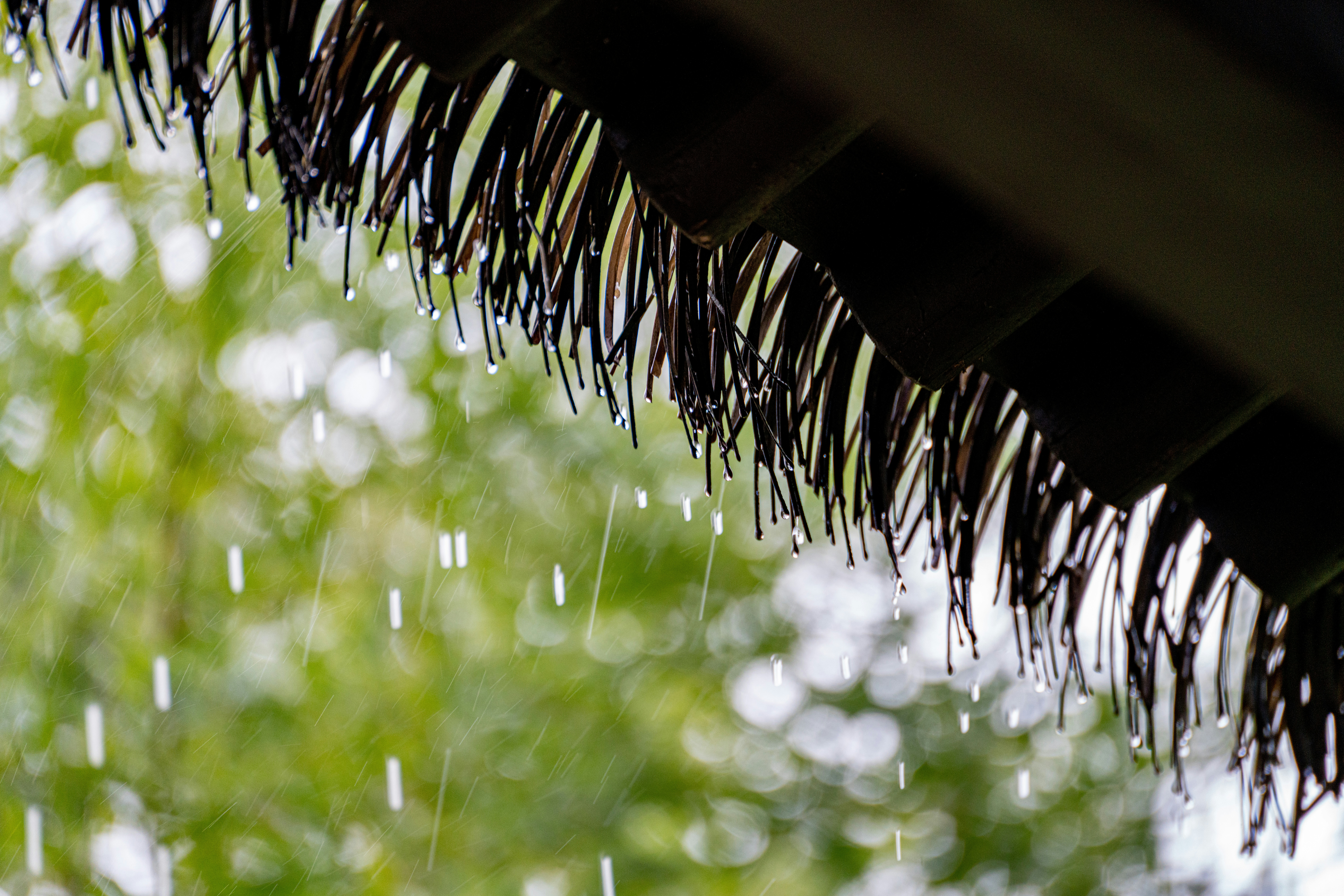 A close up of rain falling from a roof photo – Free Plant Image on Unsplash