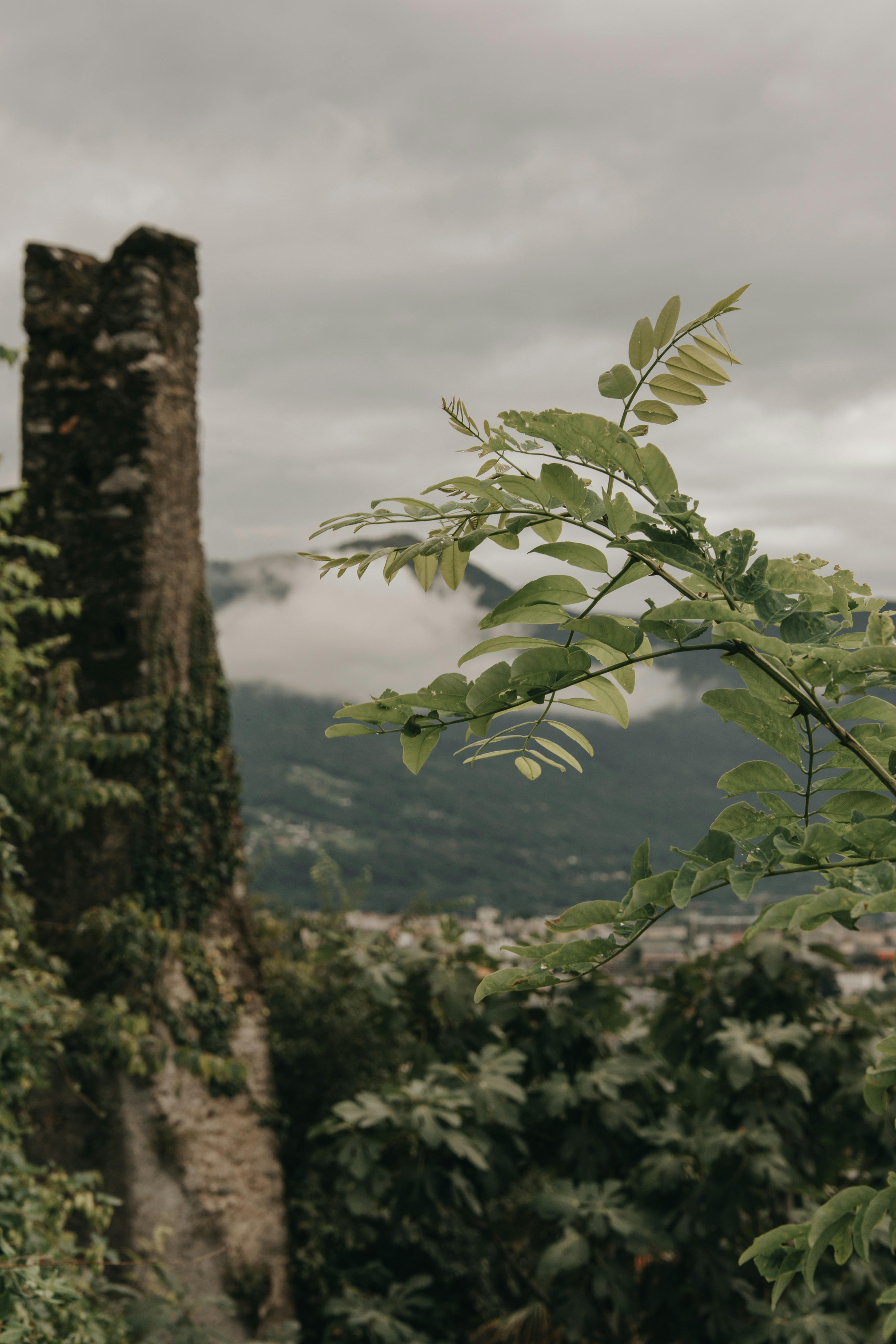 green leaves on brown rock formation during daytime