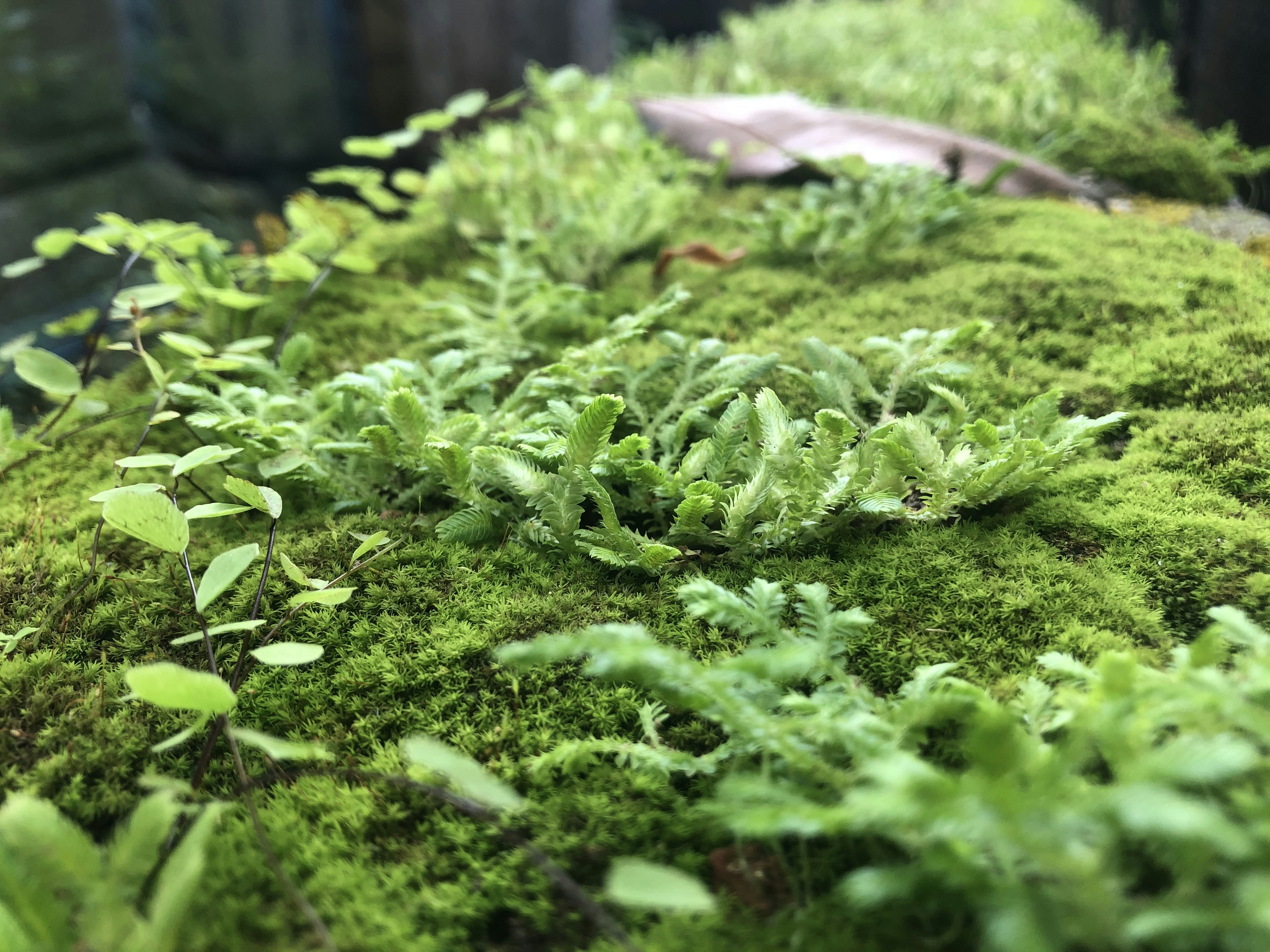 a close up of moss growing on a rock