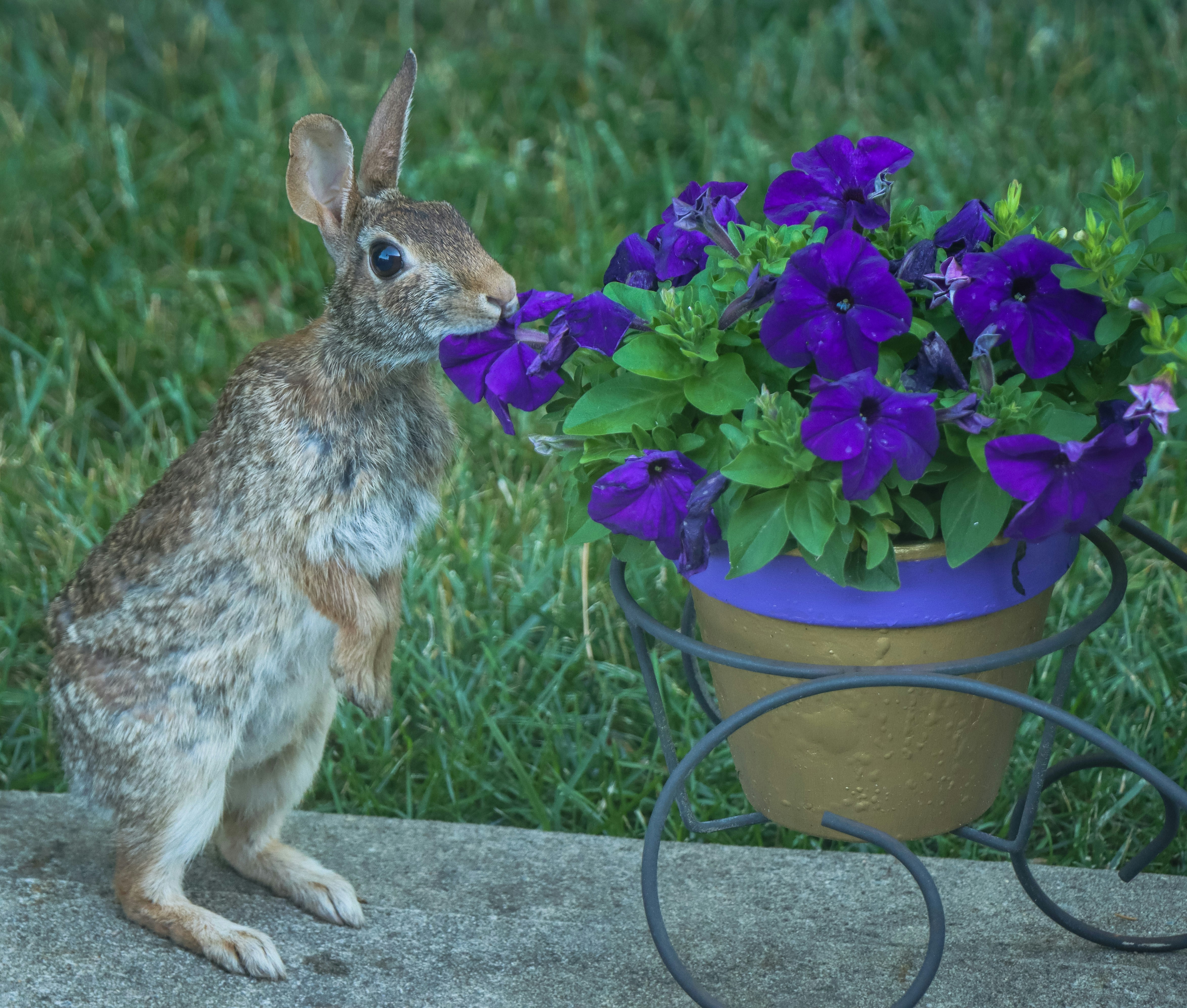 Leporid Moment: A Curious Rabbit by a Violet Petunia Pot
