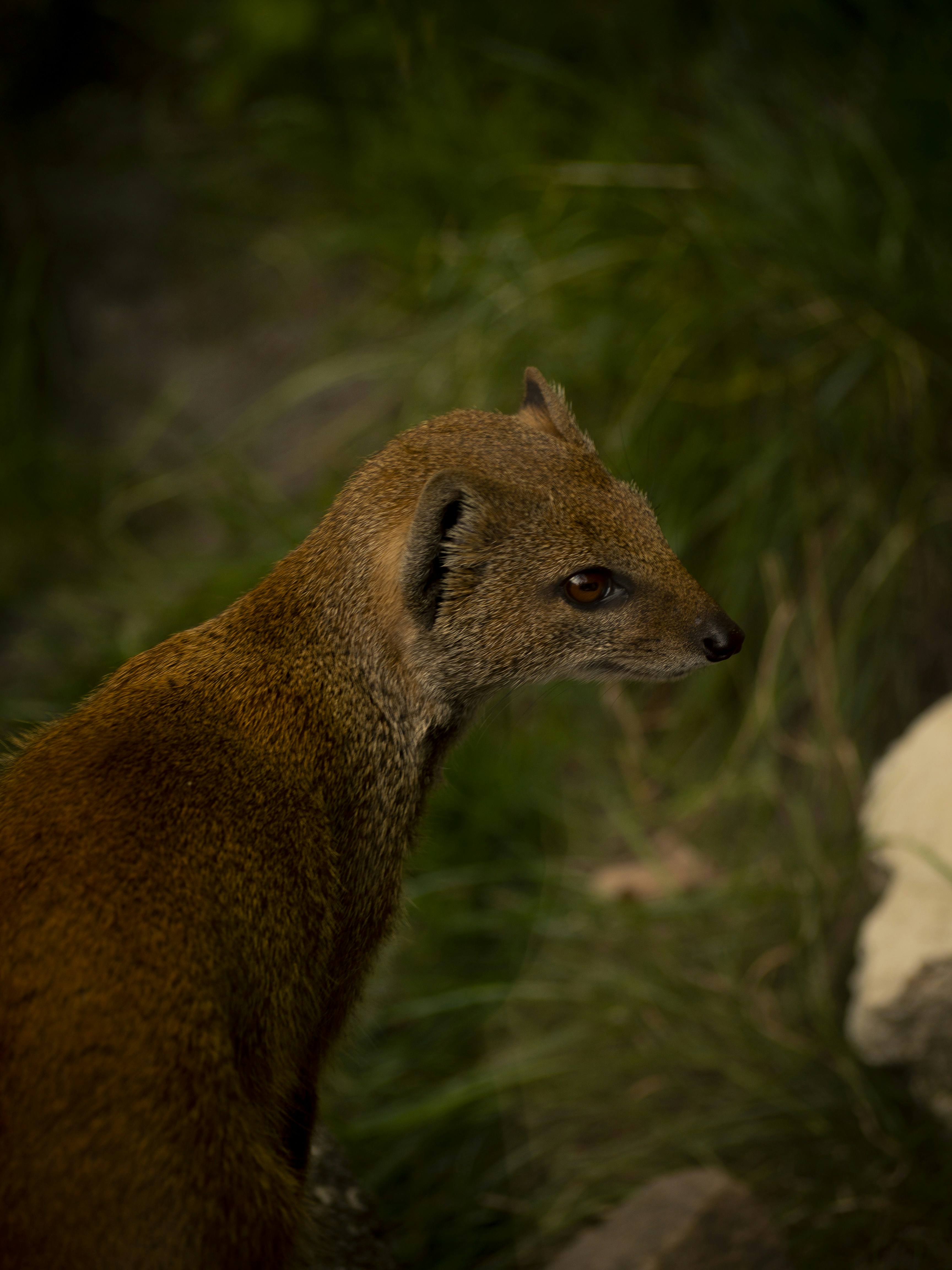 Quiet Vigil in Grass and Stone: Side Profile of a Brown Mongoose