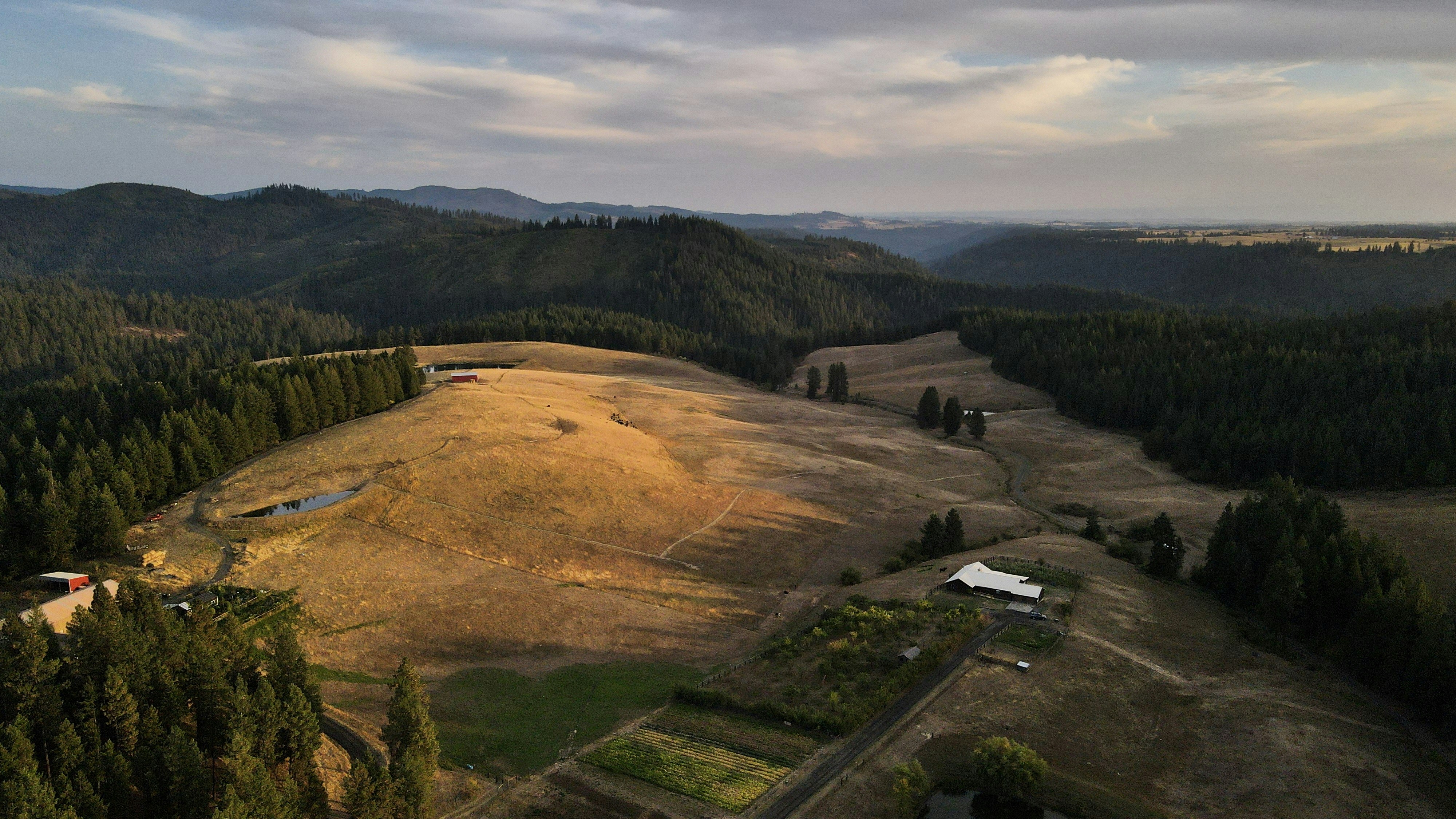 Golden-hued hillside stretches beneath a vast sky, framed by lush green forests and distant mountains. The scene captures the tranquil beauty of rural landscapes.