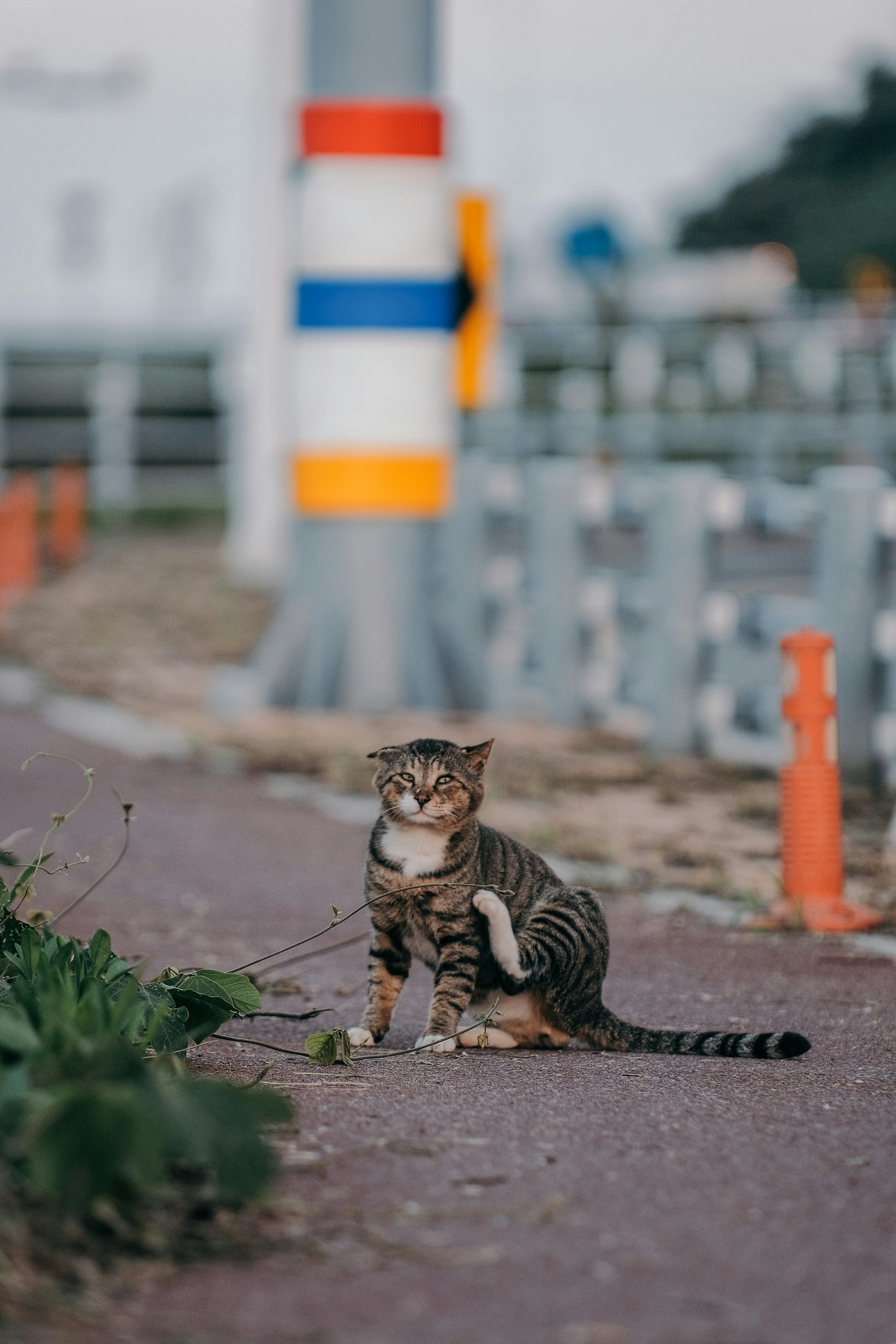 Grounded Observer: Tabby Cat with Industrial Backdrop