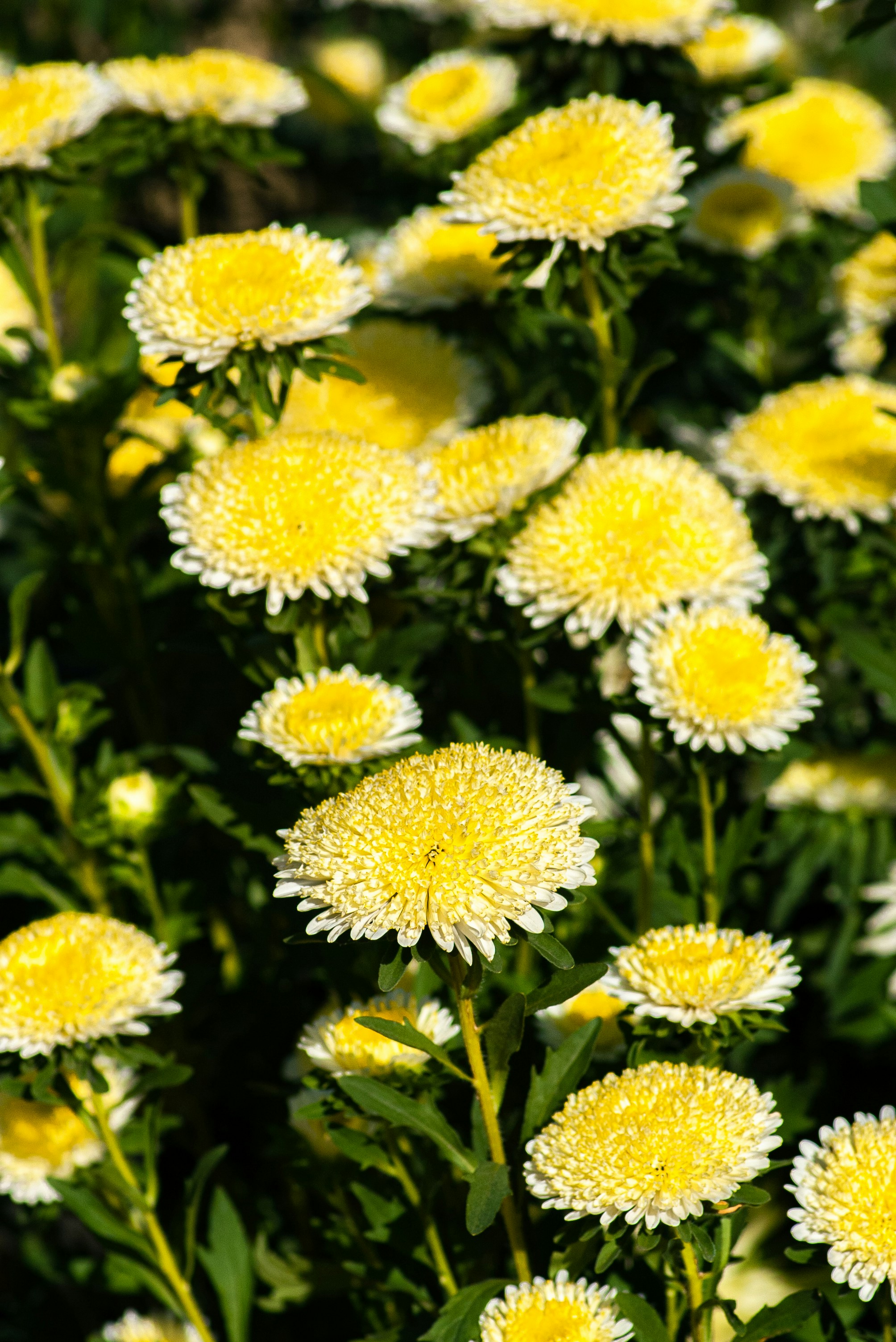Sunlit Pompon Parade: A Meadow of Yellow Chrysanthemums