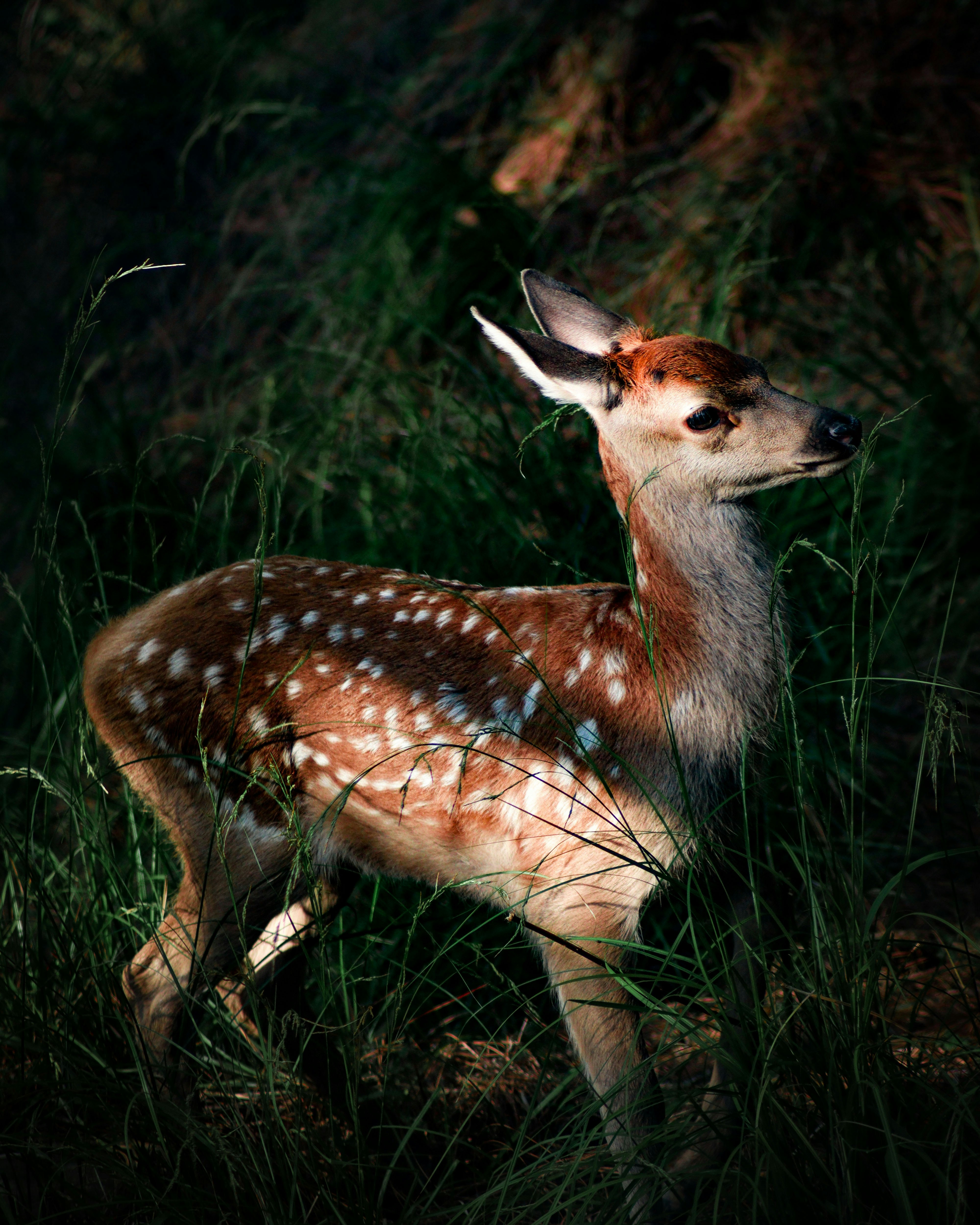 Whispers of the Forest: A Young Deer's Solitude