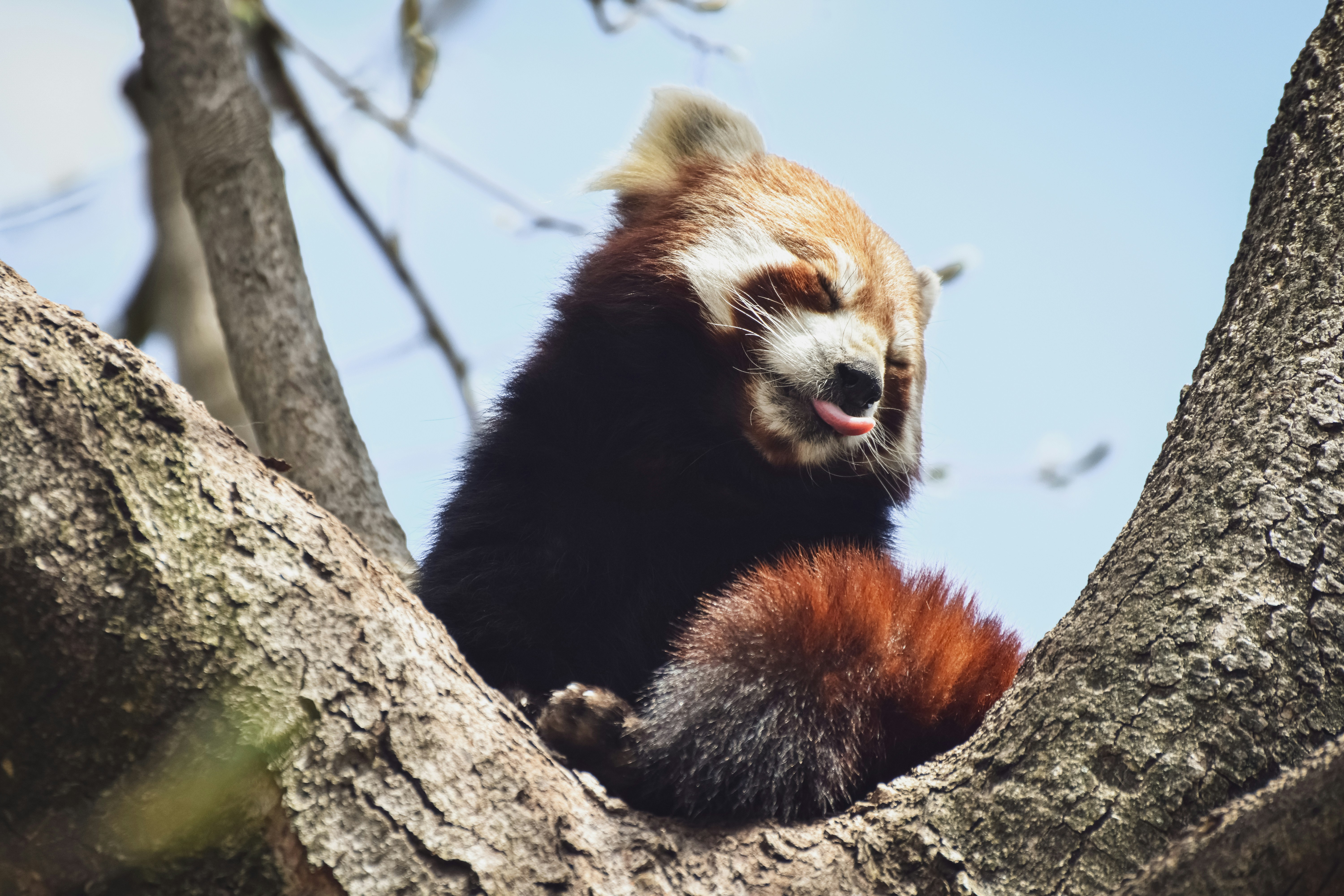 Tongue-Play in the Canopy: A Red Panda's Skyward Pause