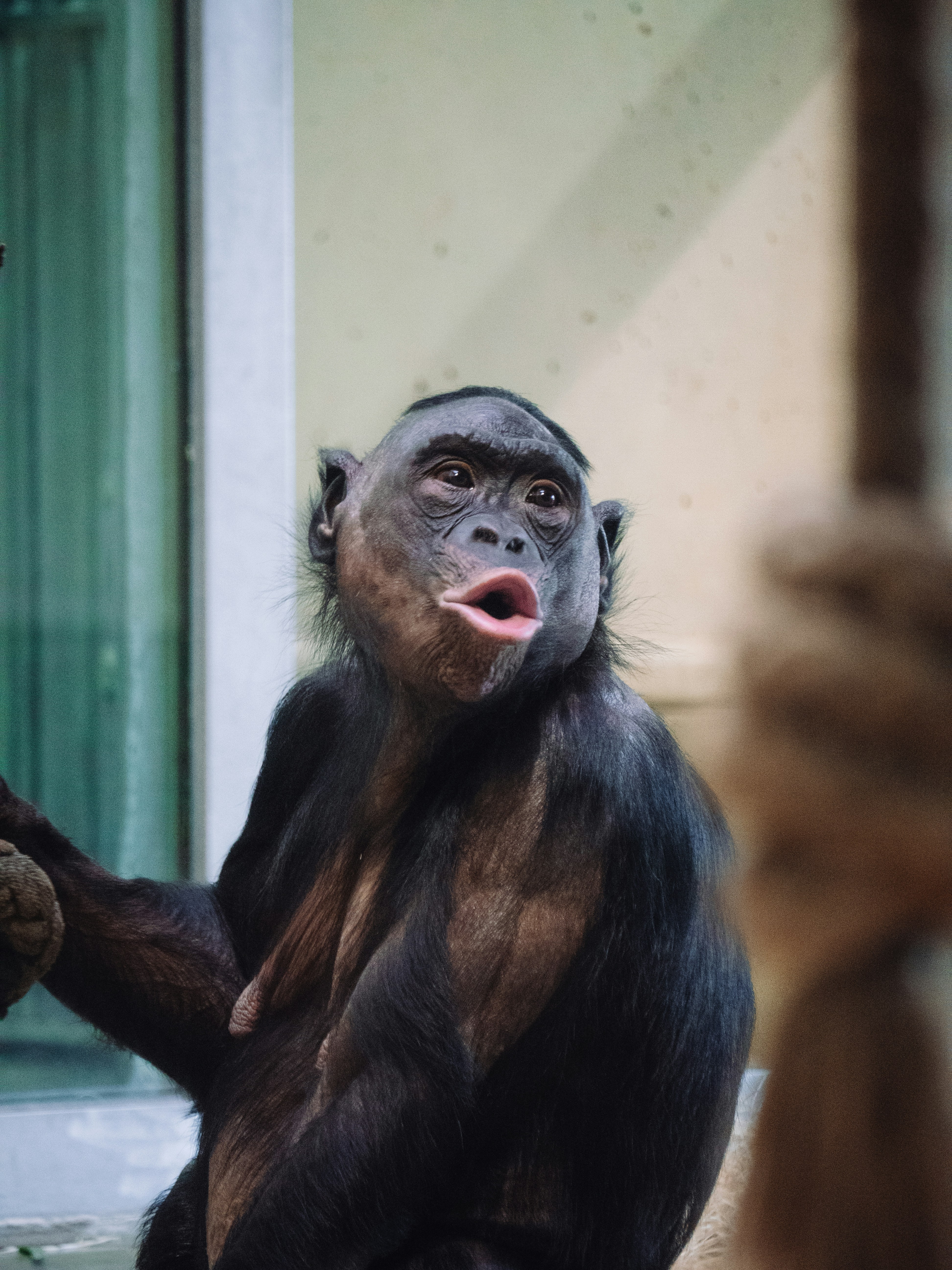 Bonobo gazing inquisitively, showcasing its expressive features against a blurred background. The image captures the essence of animal behavior in a controlled environment.
