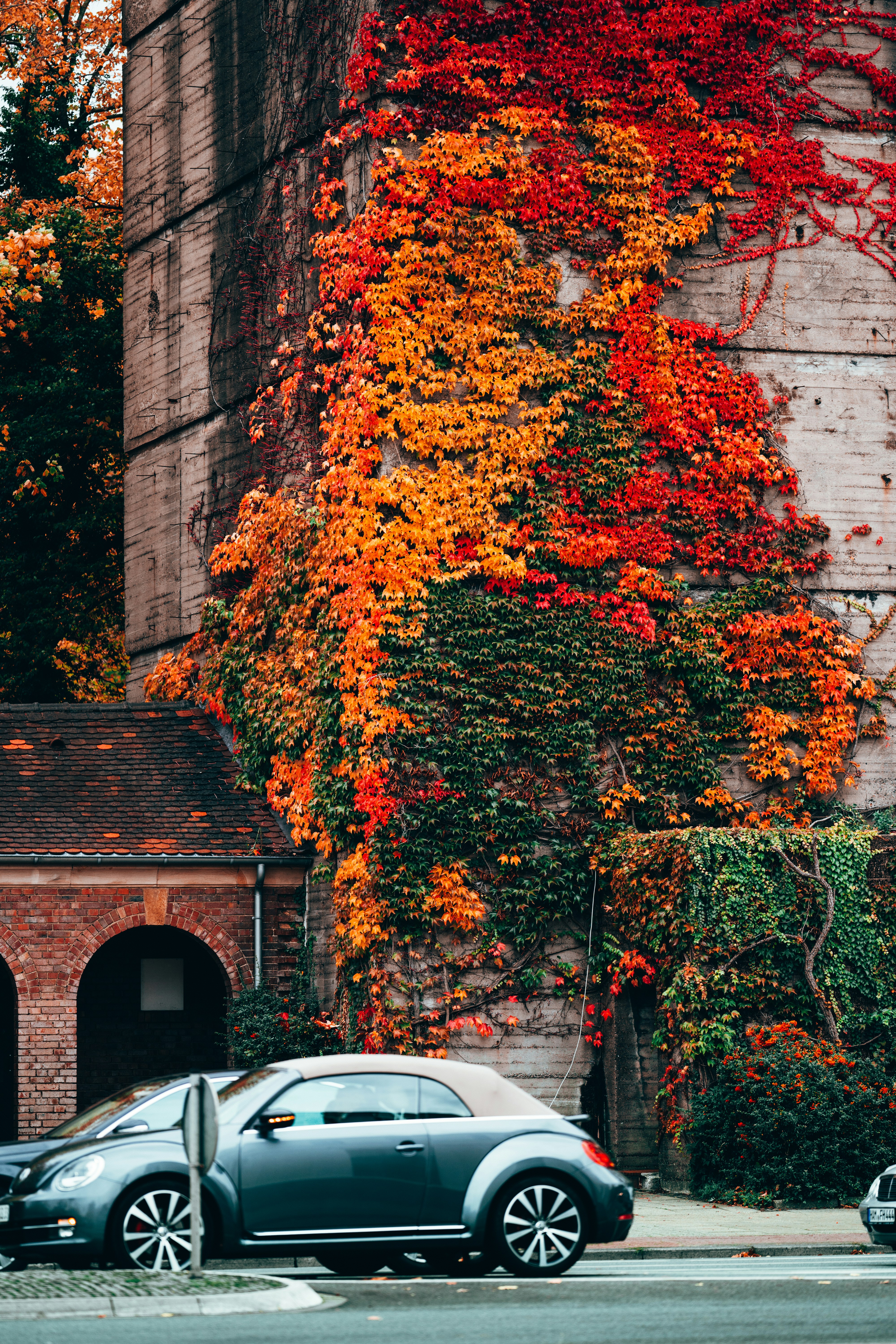 white car parked beside brown and red trees