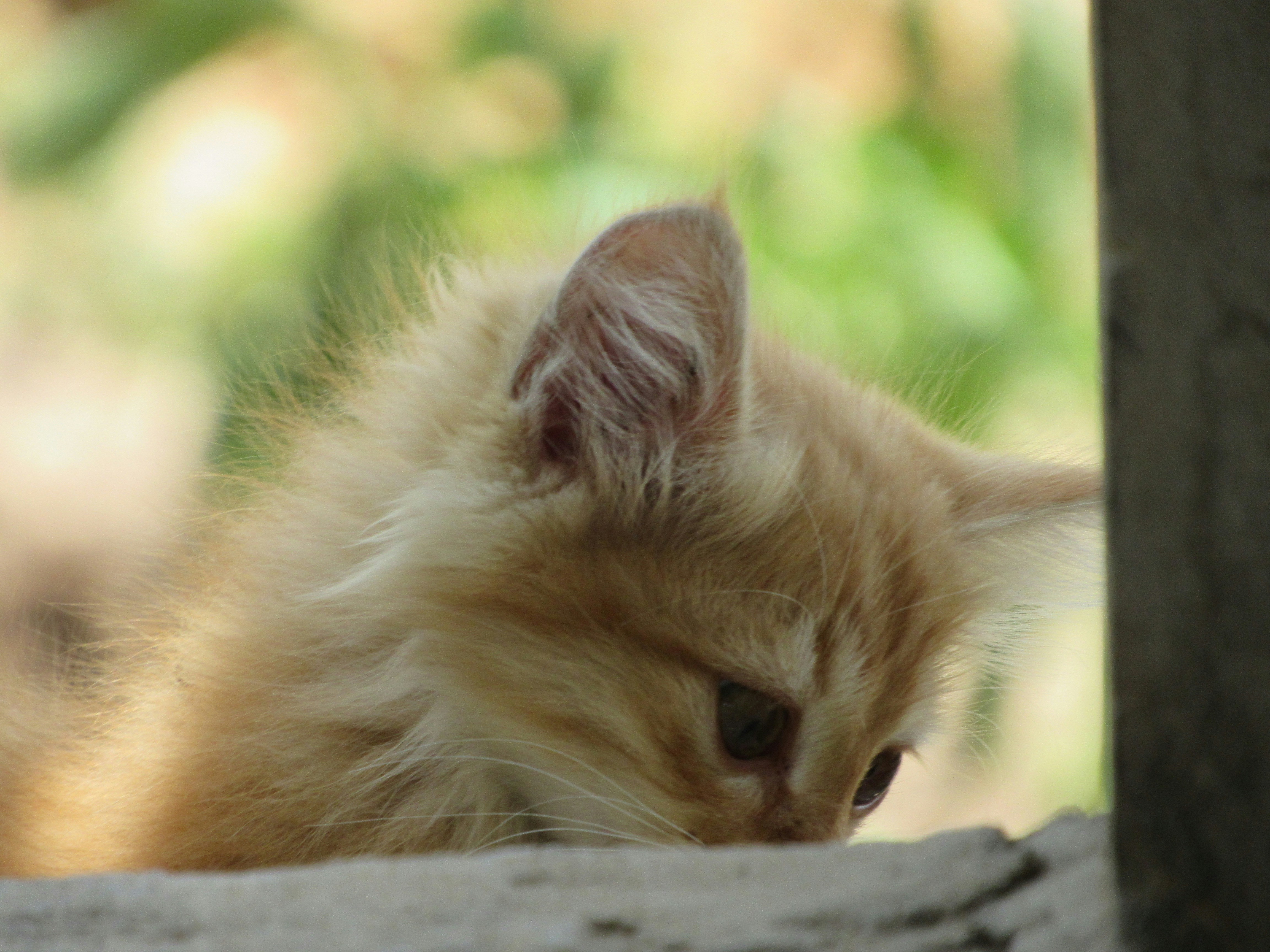a small orange cat laying on top of a rock