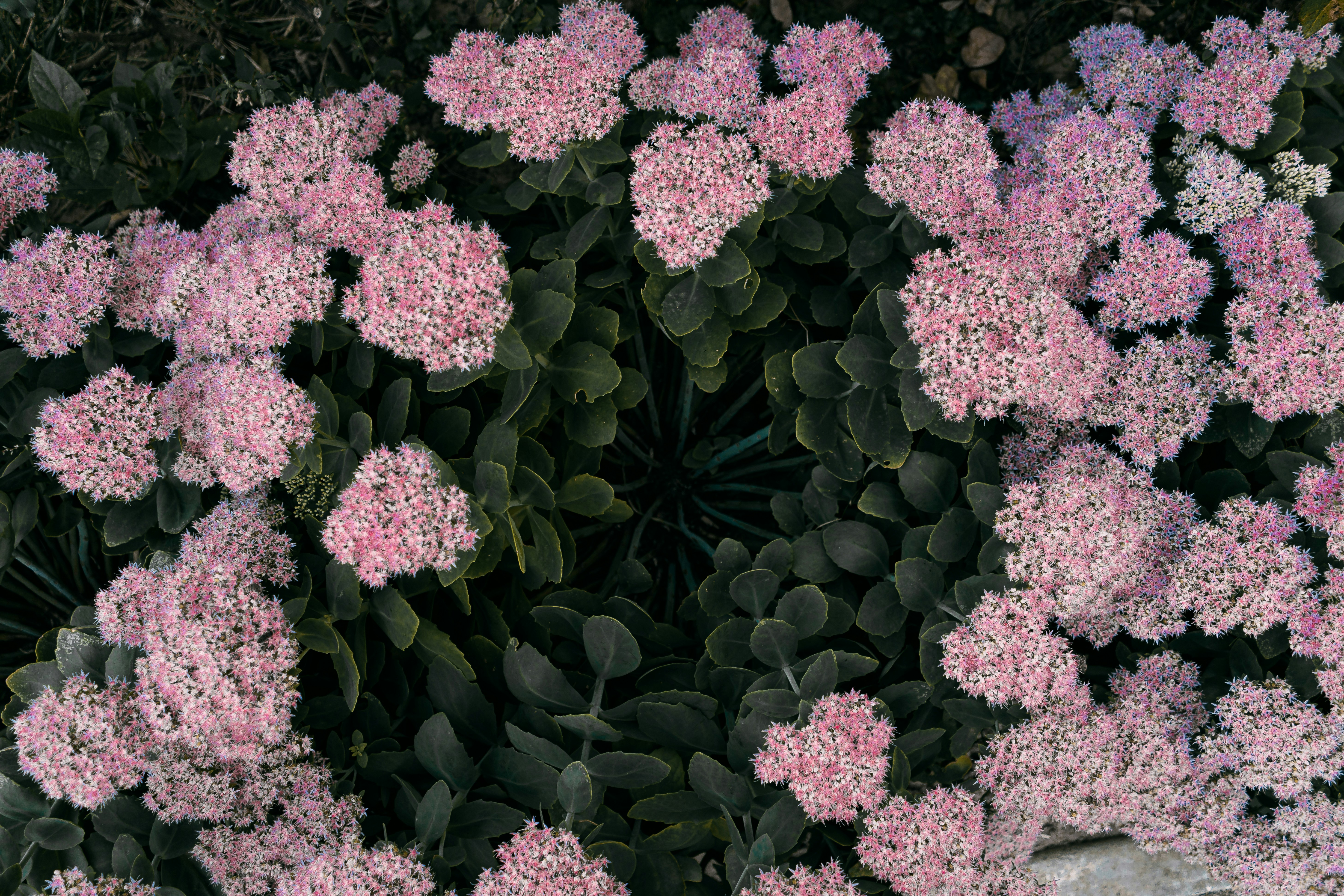 Pink Blossom Ring Framing a Shadowed Green Core