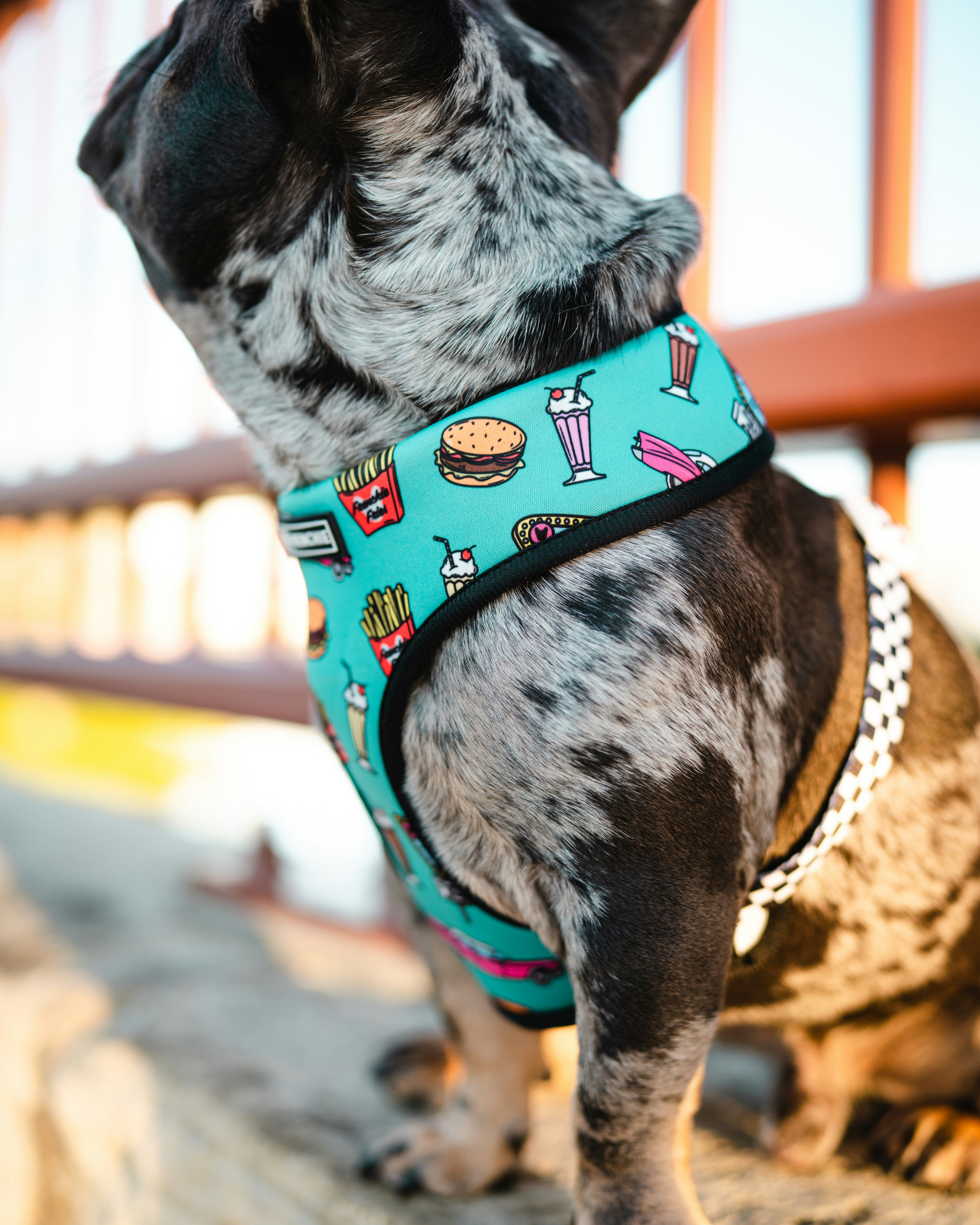black and white short coated dog wearing red and white dog collar