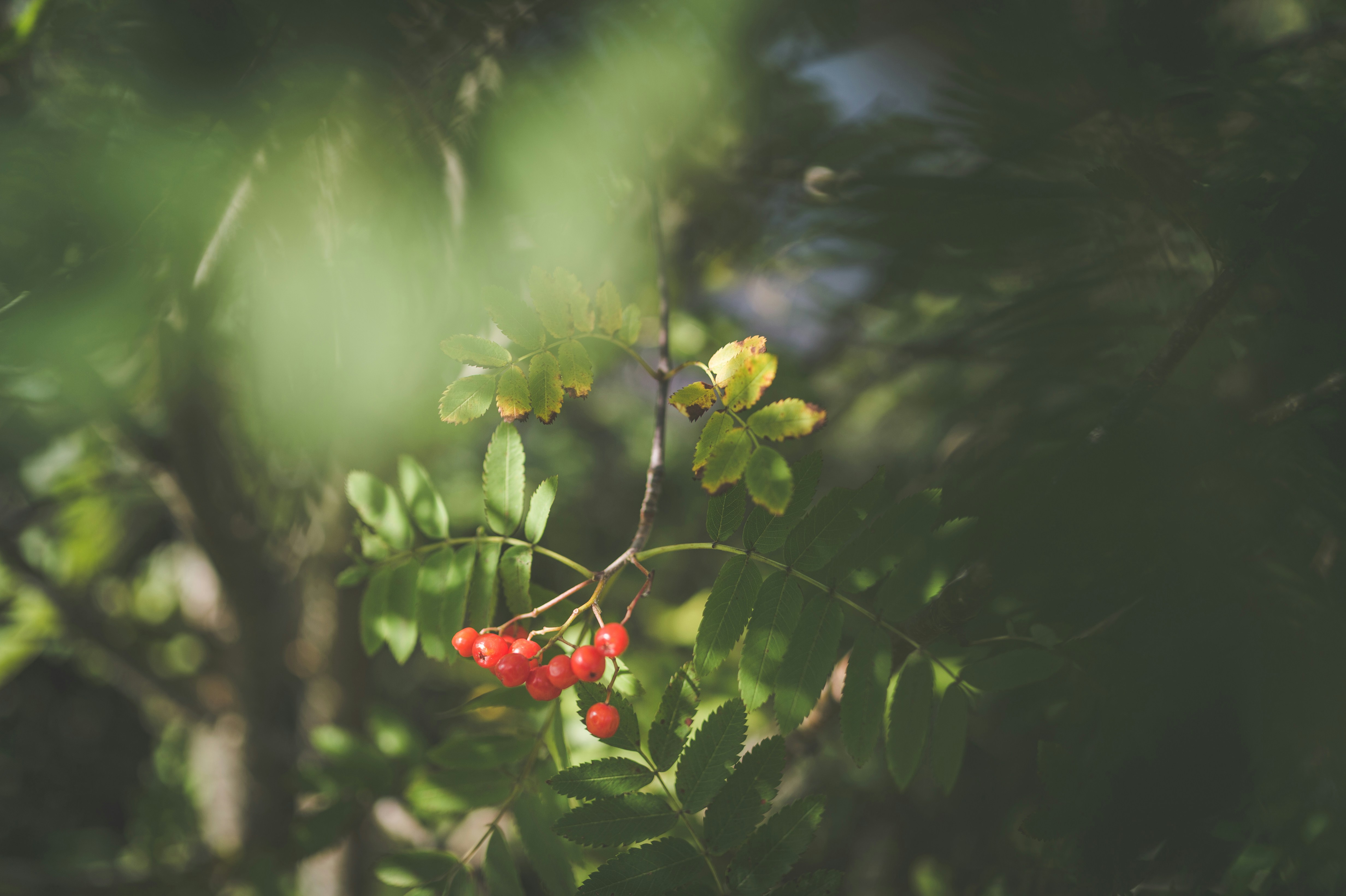 Fruits ronds rouges sur l’arbre vert pendant la journée photo – Photo ...