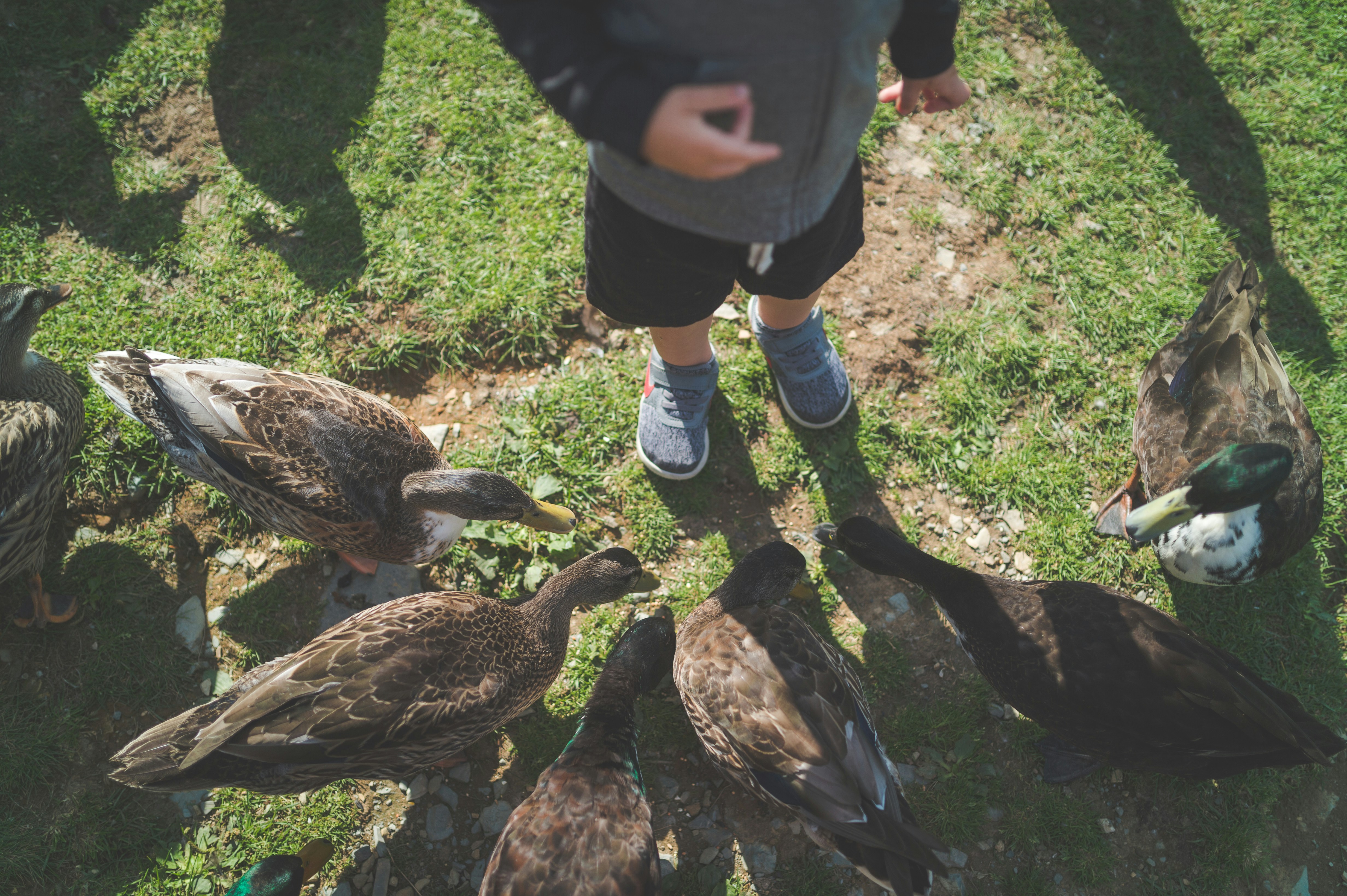Above the Quack Circle: A child's view among ducks on sunlit grass