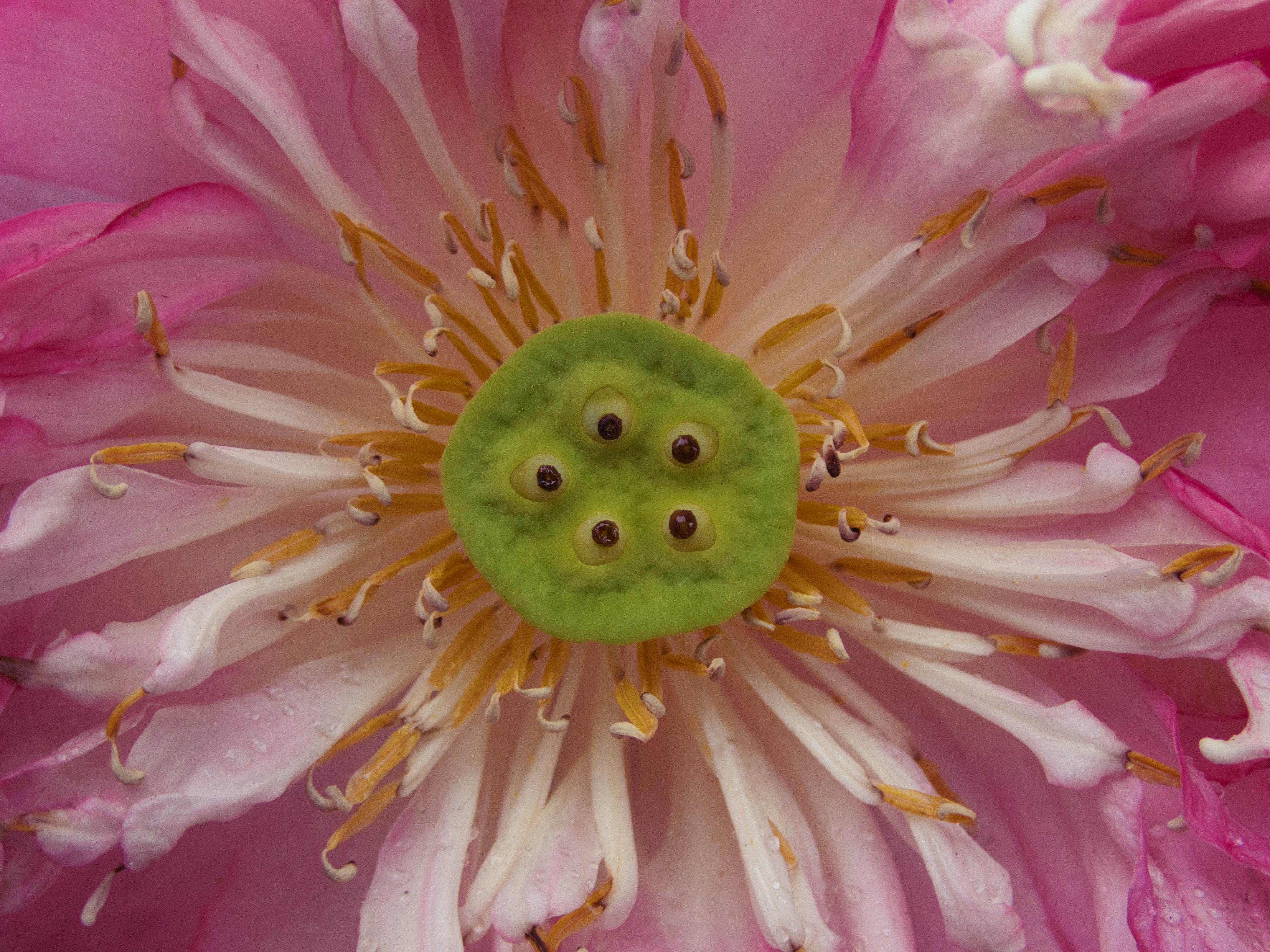 Close-up photograph of a pink lotus bloom, featuring a bright green seed pod at the center with surrounding pale pink petals and golden stamens.