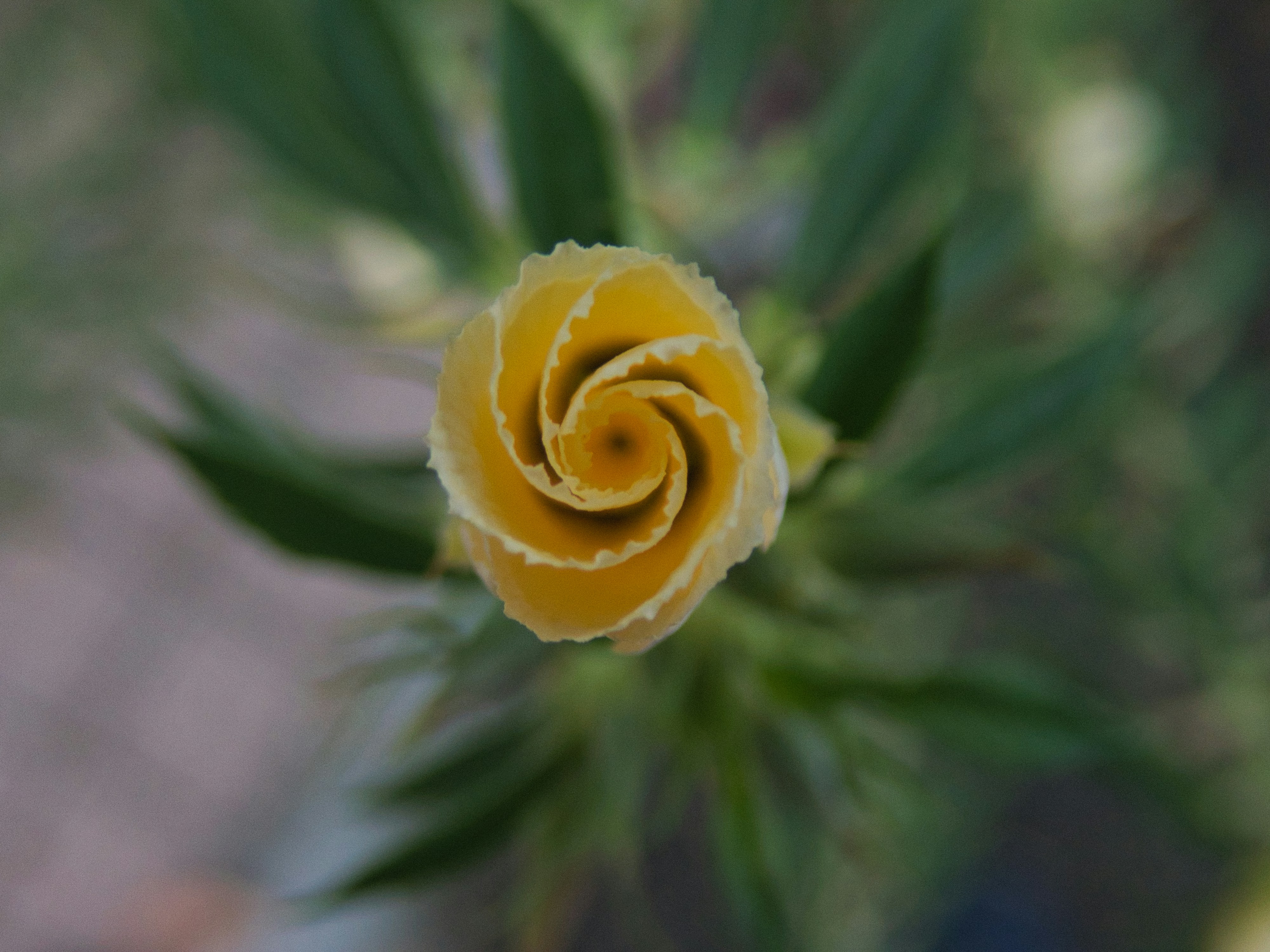 Spiral Dawn: a close-up of a yellow bud set against a soft-green backdrop