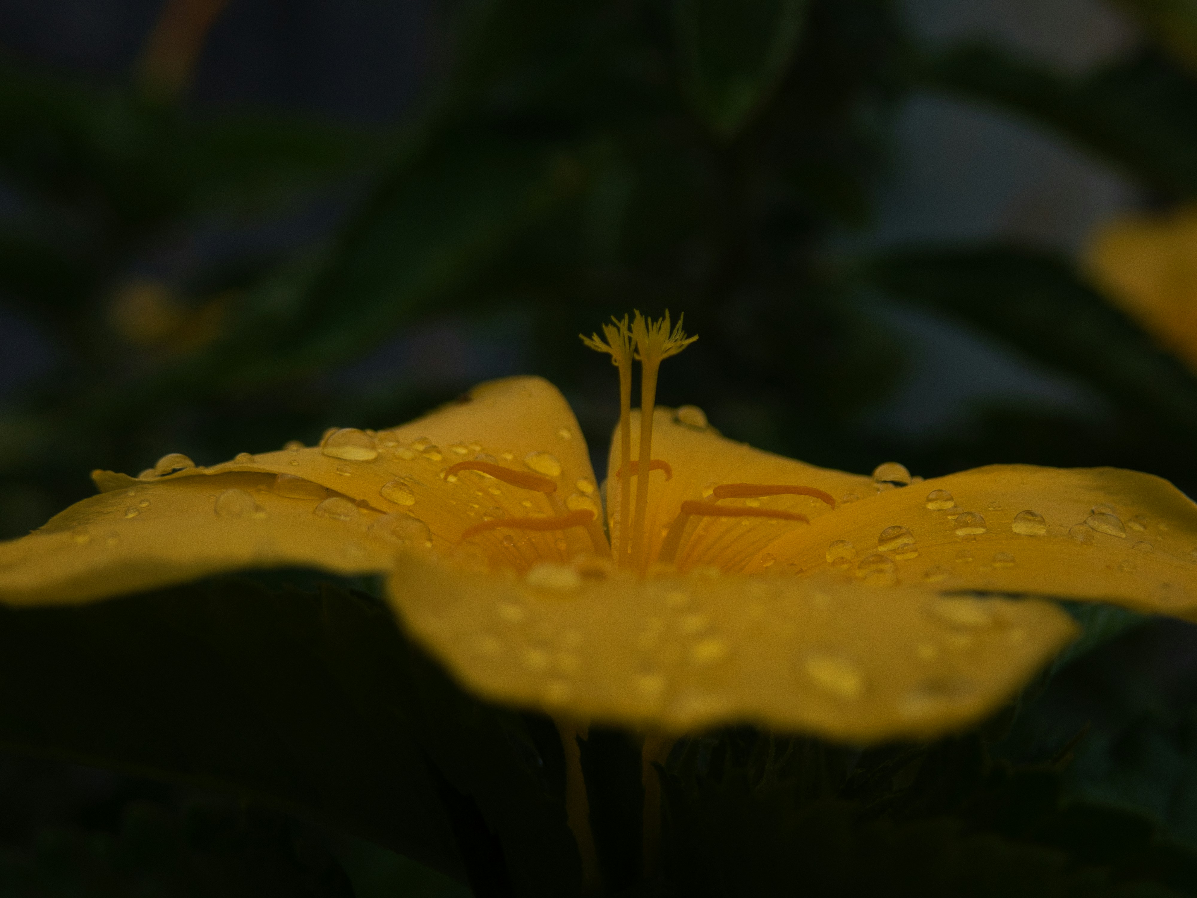 Dew-Kissed Yellow Hibiscus: A Macro Study of Color and Texture