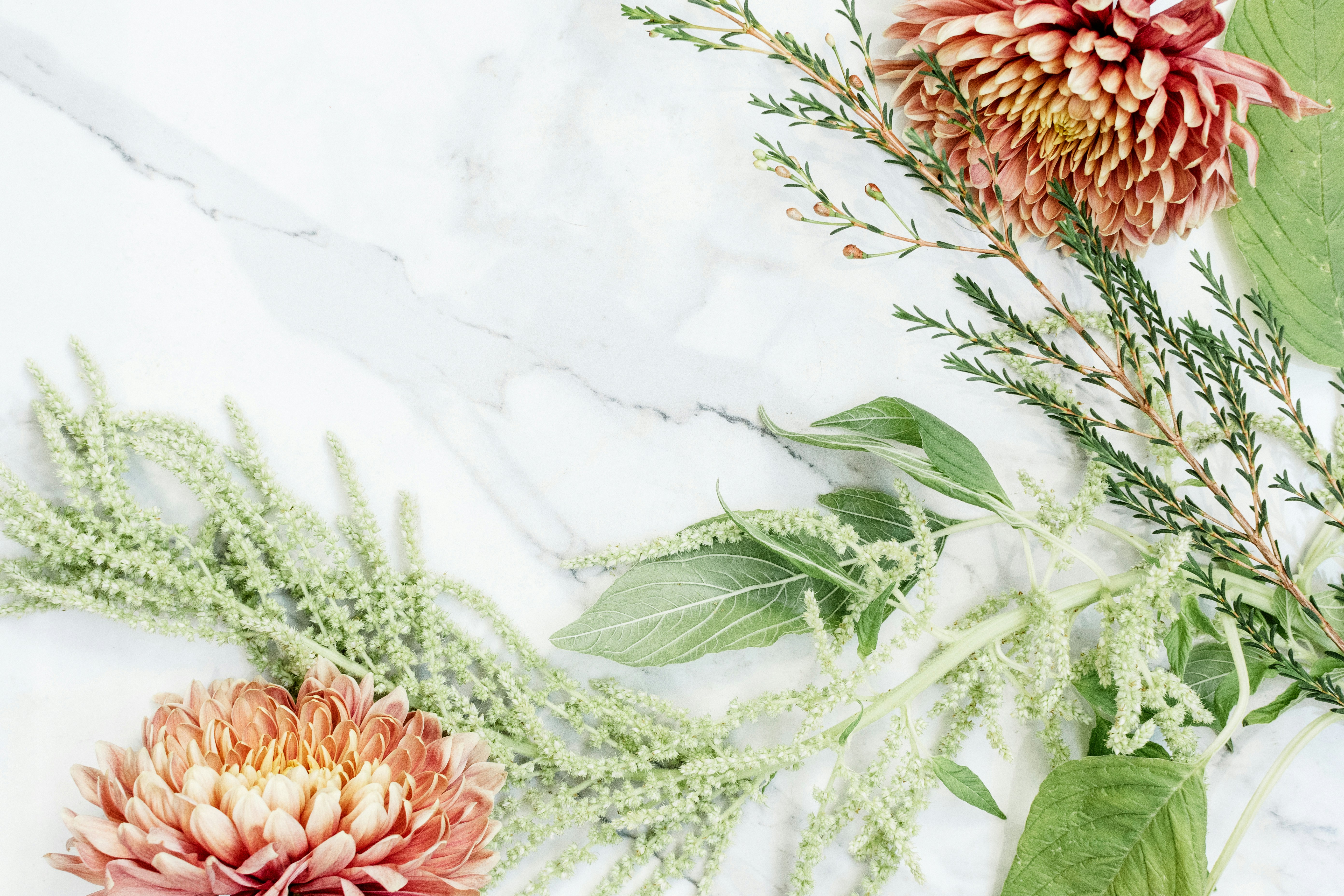 Petals on Marble: Coral Chrysanthemums Framed by Sage Greens