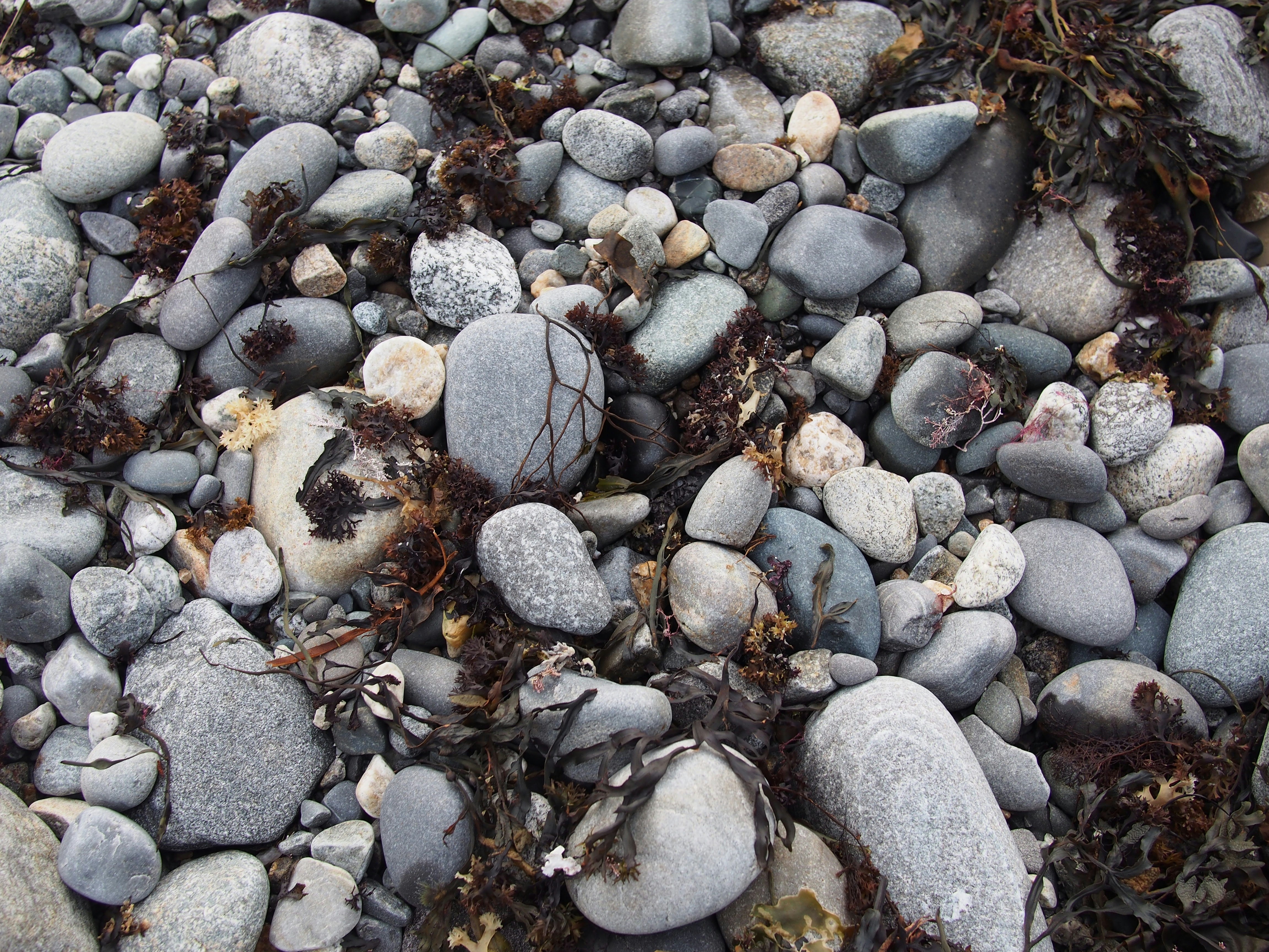 Pebble Mosaic: Quiet Beachfront Bed of Stones