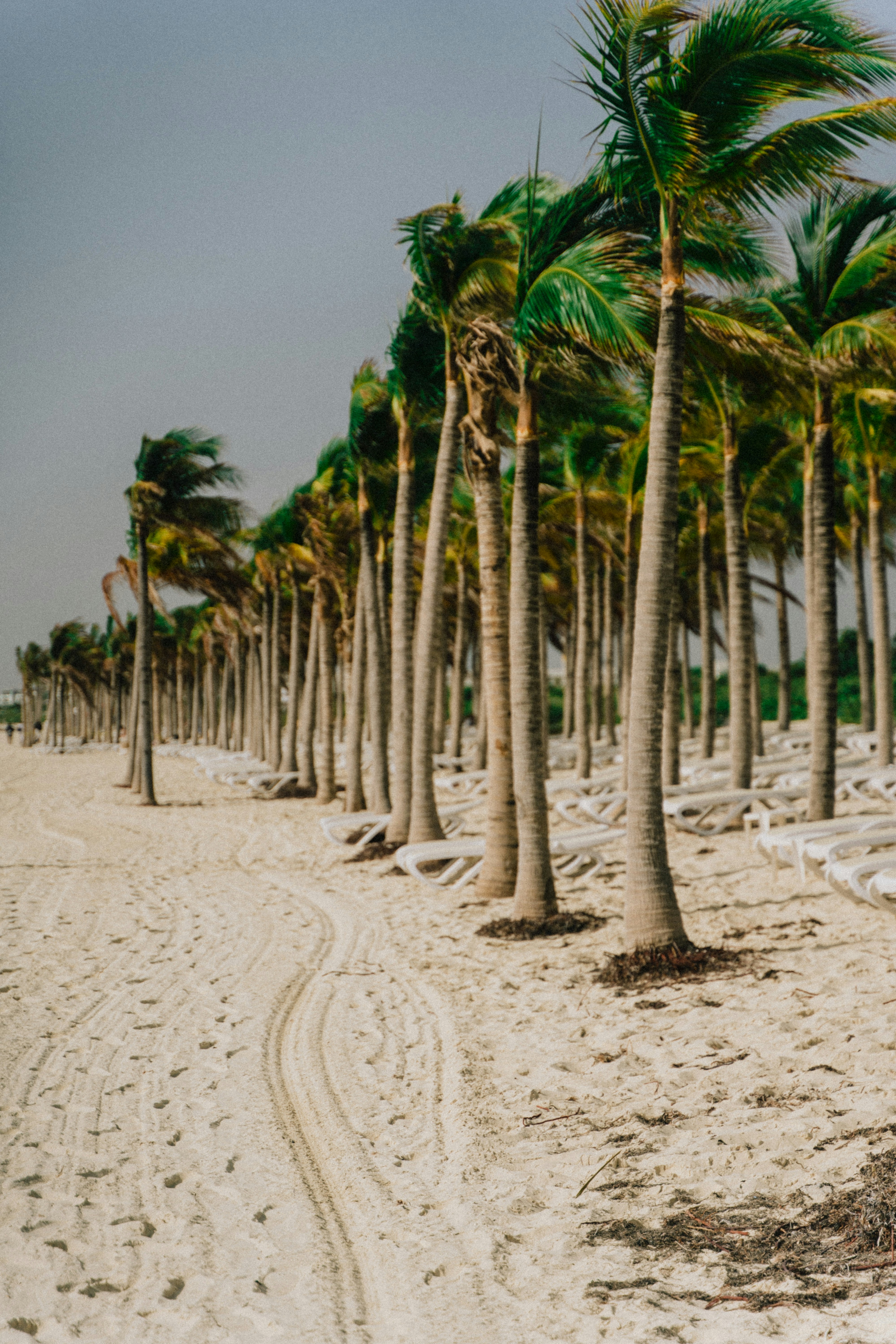A row of palm trees swaying gently along a sandy beach, with sun loungers nestled in the background. The scene evokes a serene tropical getaway.