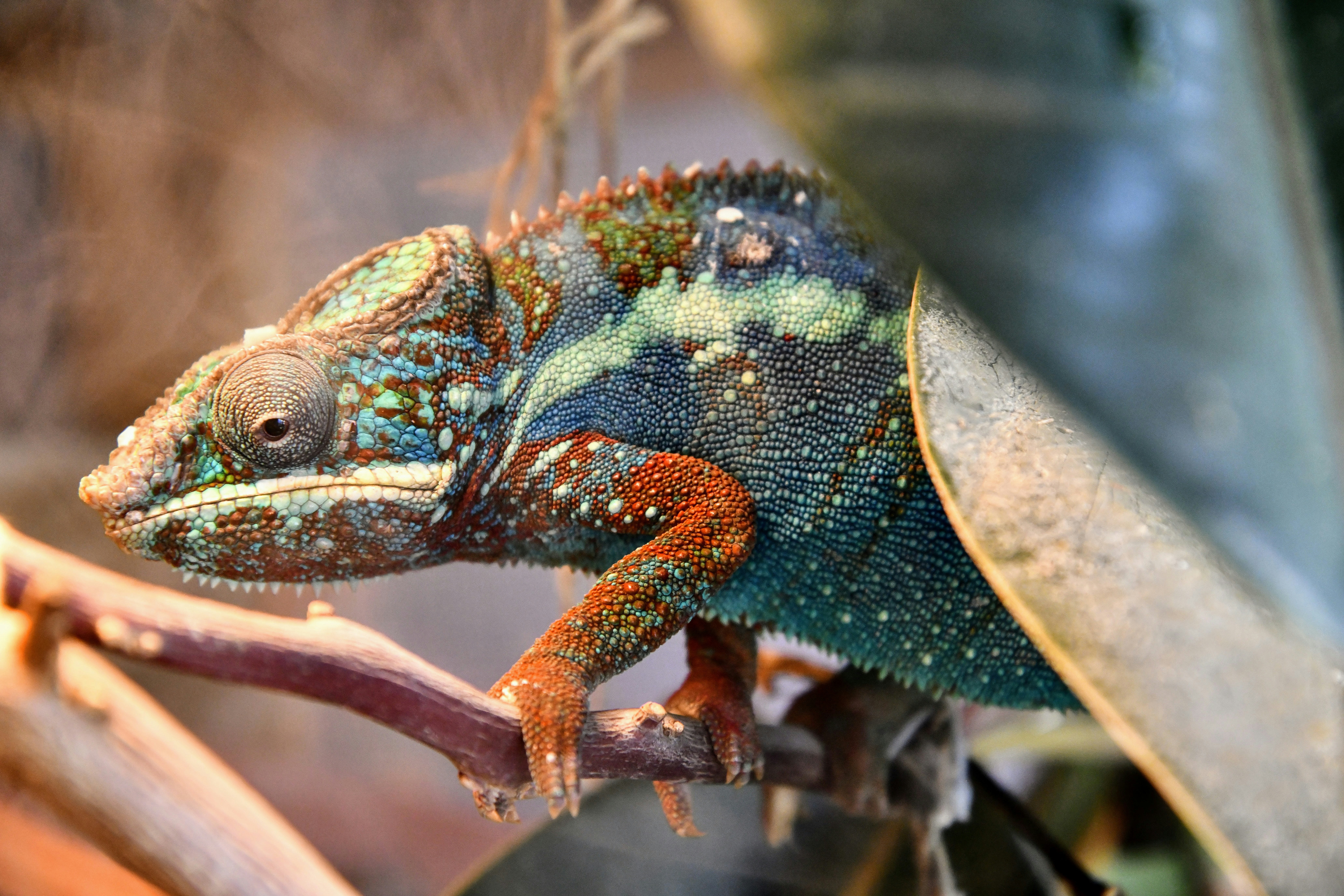 A vibrant chameleon perched on a branch, showcasing its intricate patterns and colors among lush foliage.