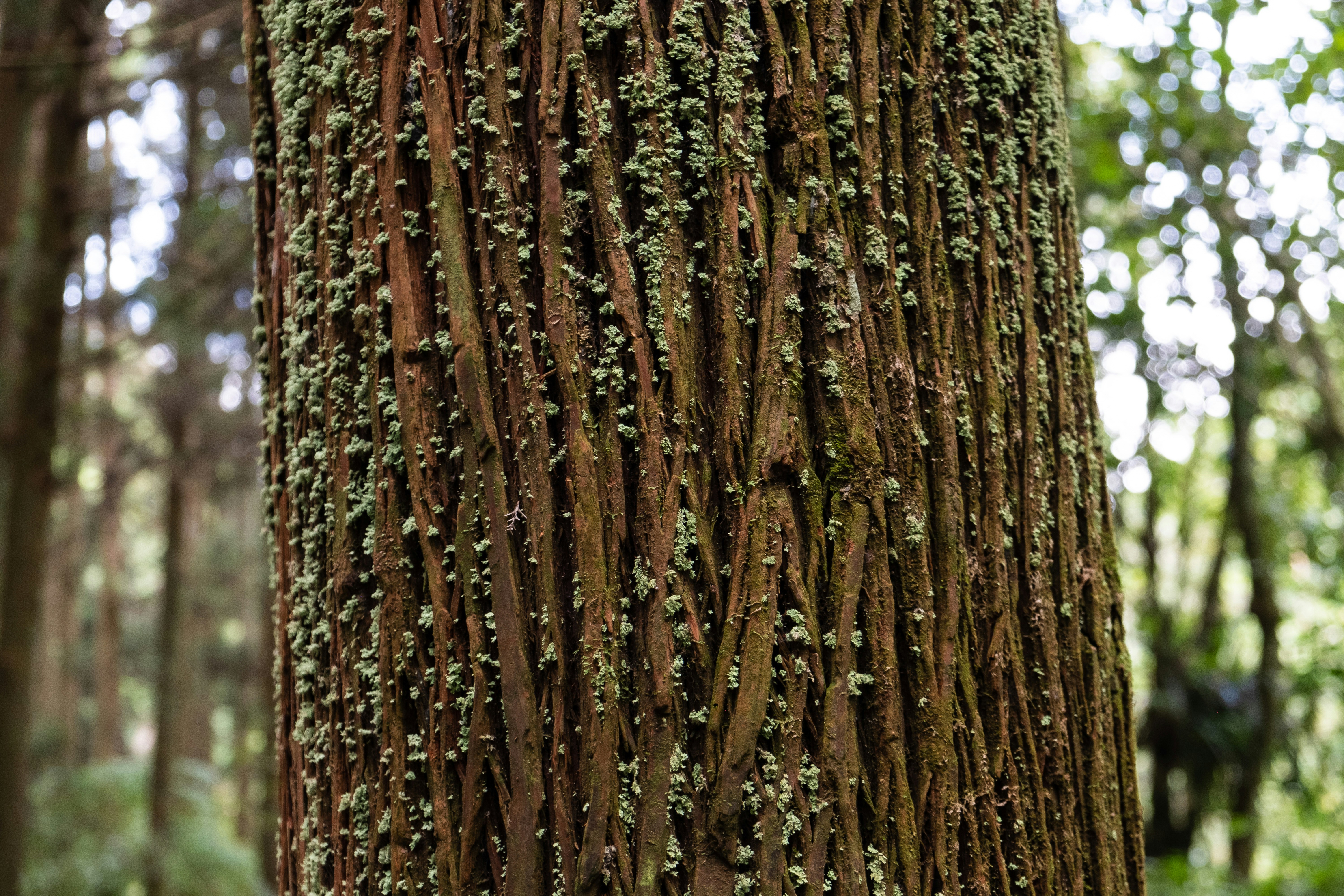 a close up of a tree with moss growing on it