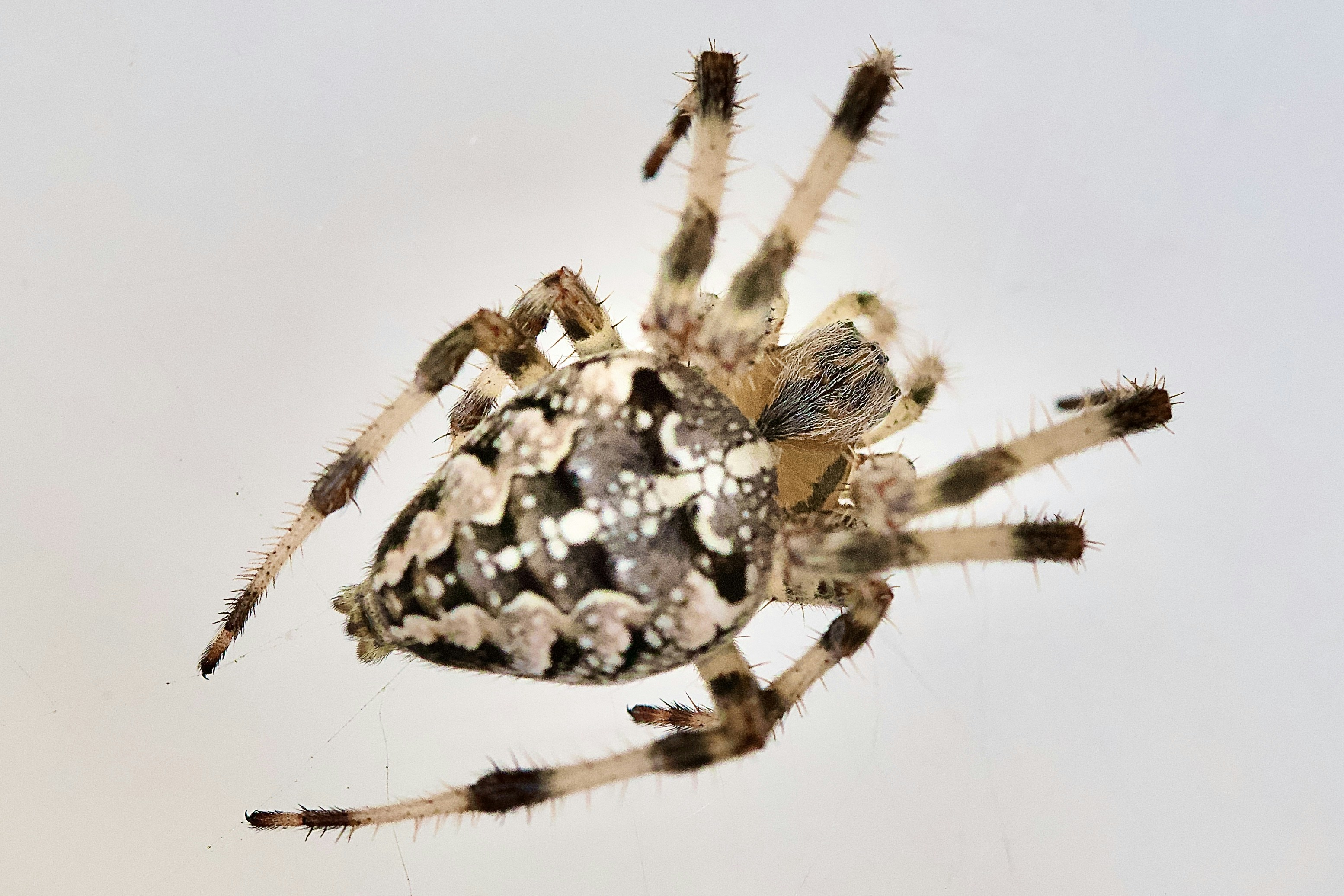a close up of a spider on a white background
