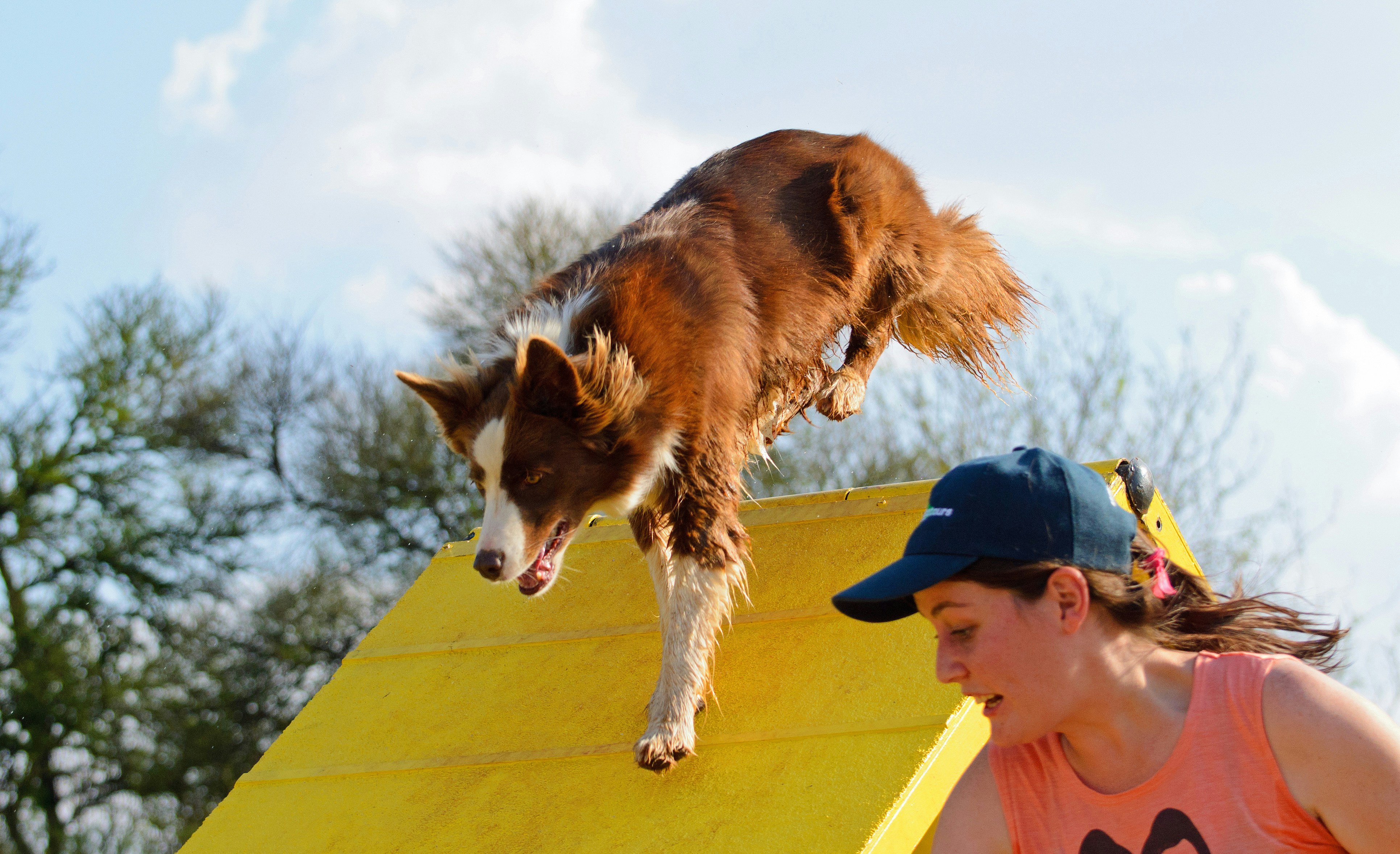 A brown and white dog jumping over a yellow wall photo – Free Dog Image ...