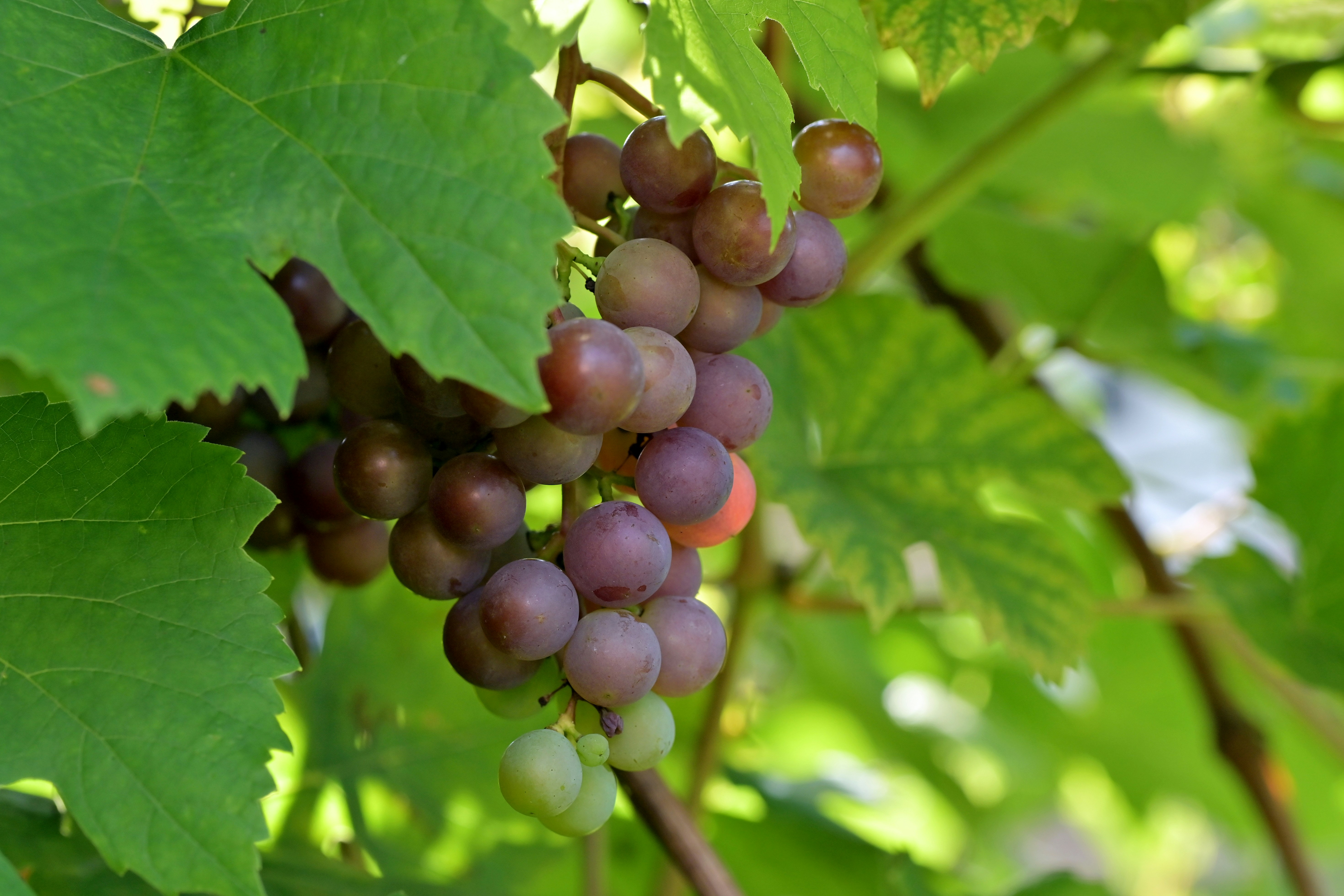 Foto Un racimo de uvas colgando de un árbol – Imagen Estonia gratis en ...