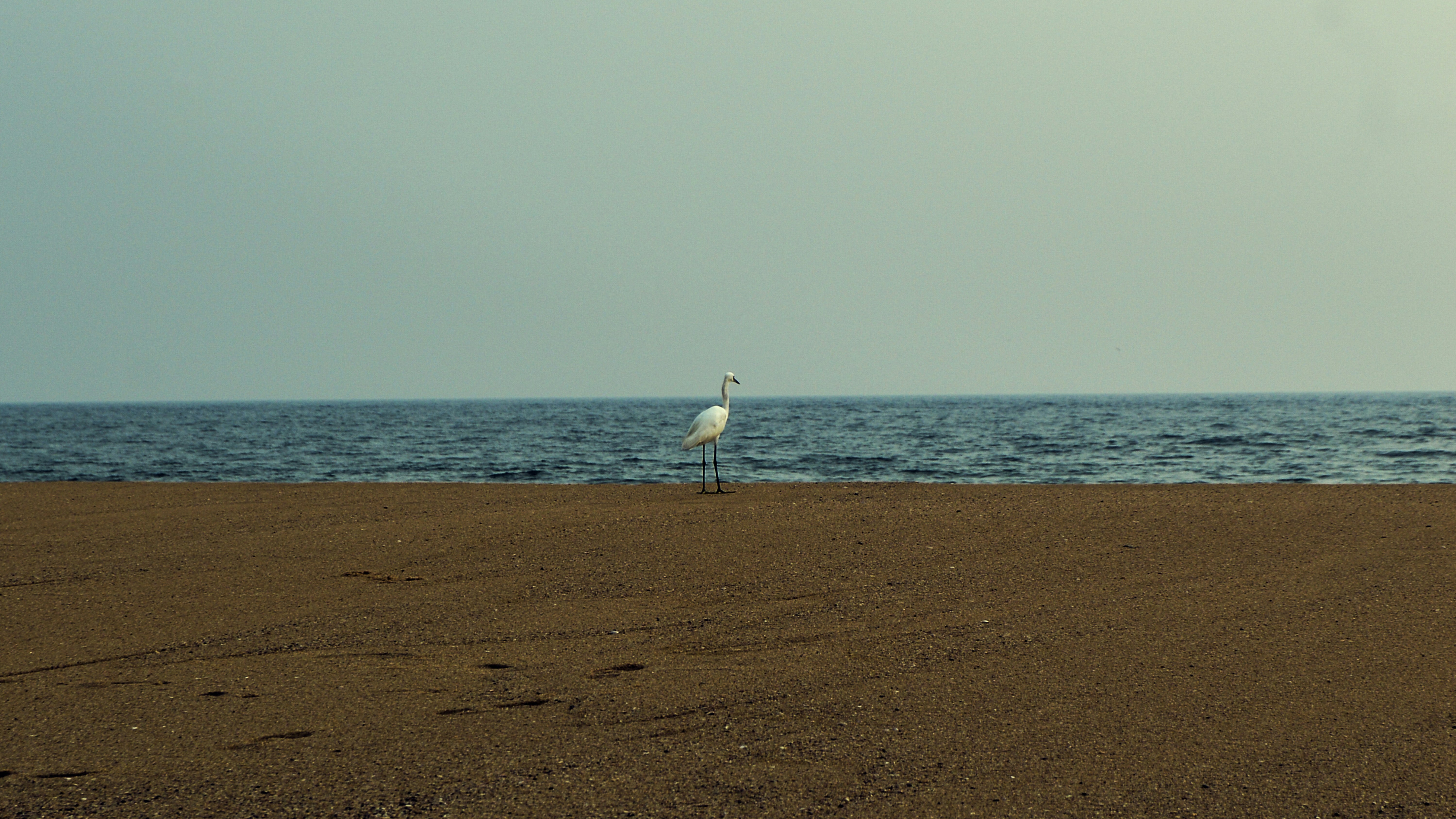 Heron at the Horizon: A Quiet Beach Moment