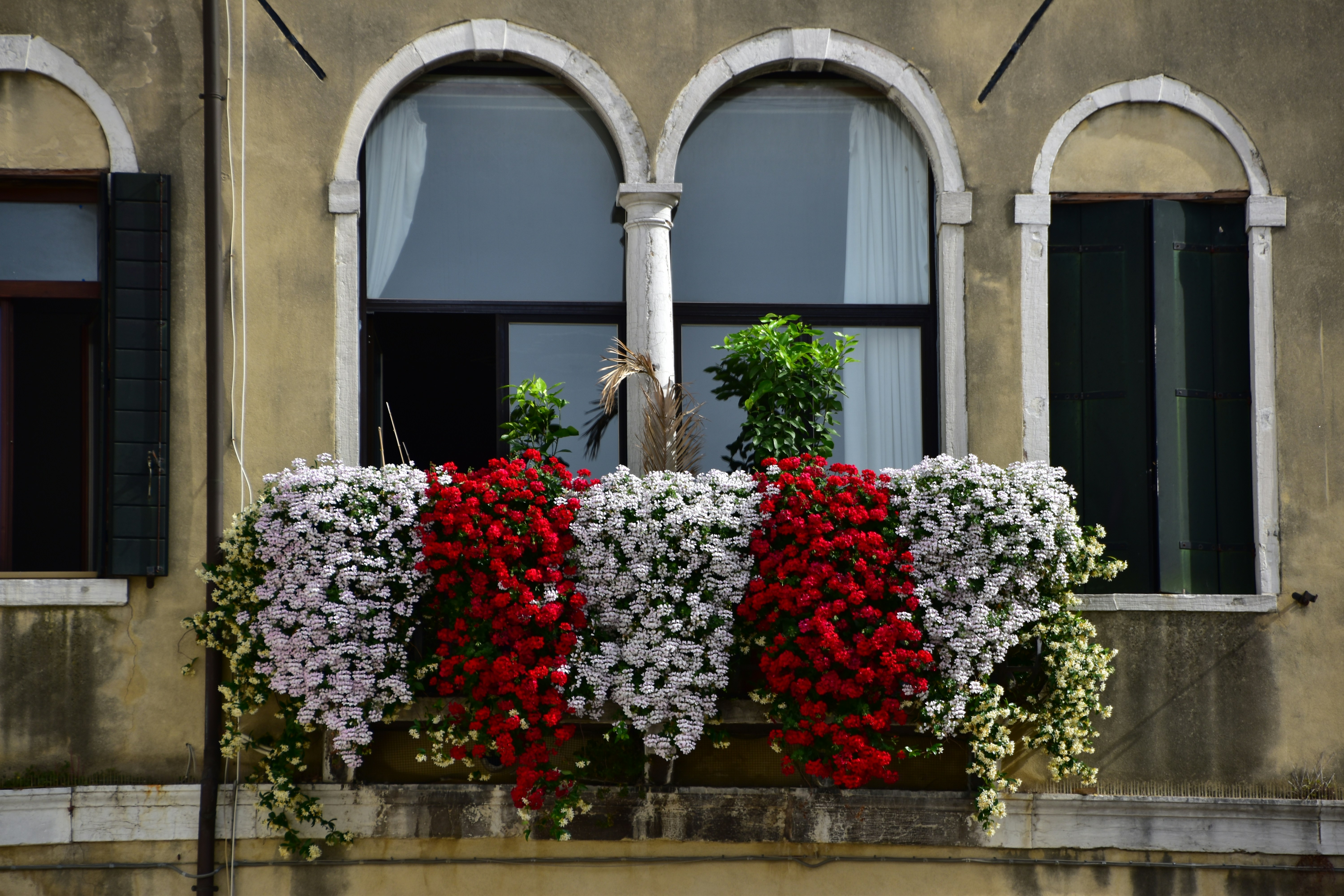 A bunch of flowers that are in a window photo – Free Venice Image on ...
