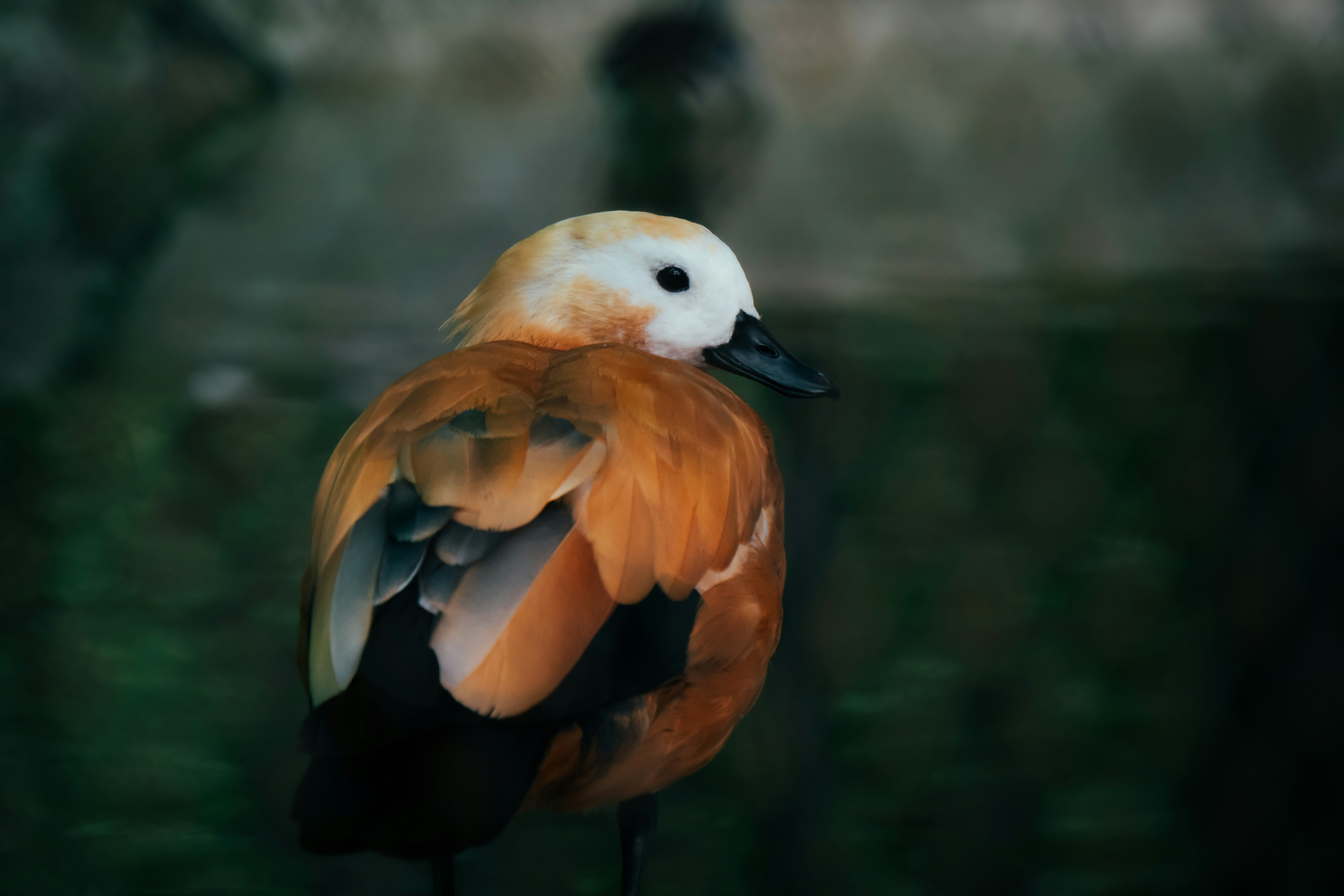 A vibrant bird with a striking orange and black plumage stands gracefully near the water's edge, showcasing its unique features against a blurred background.