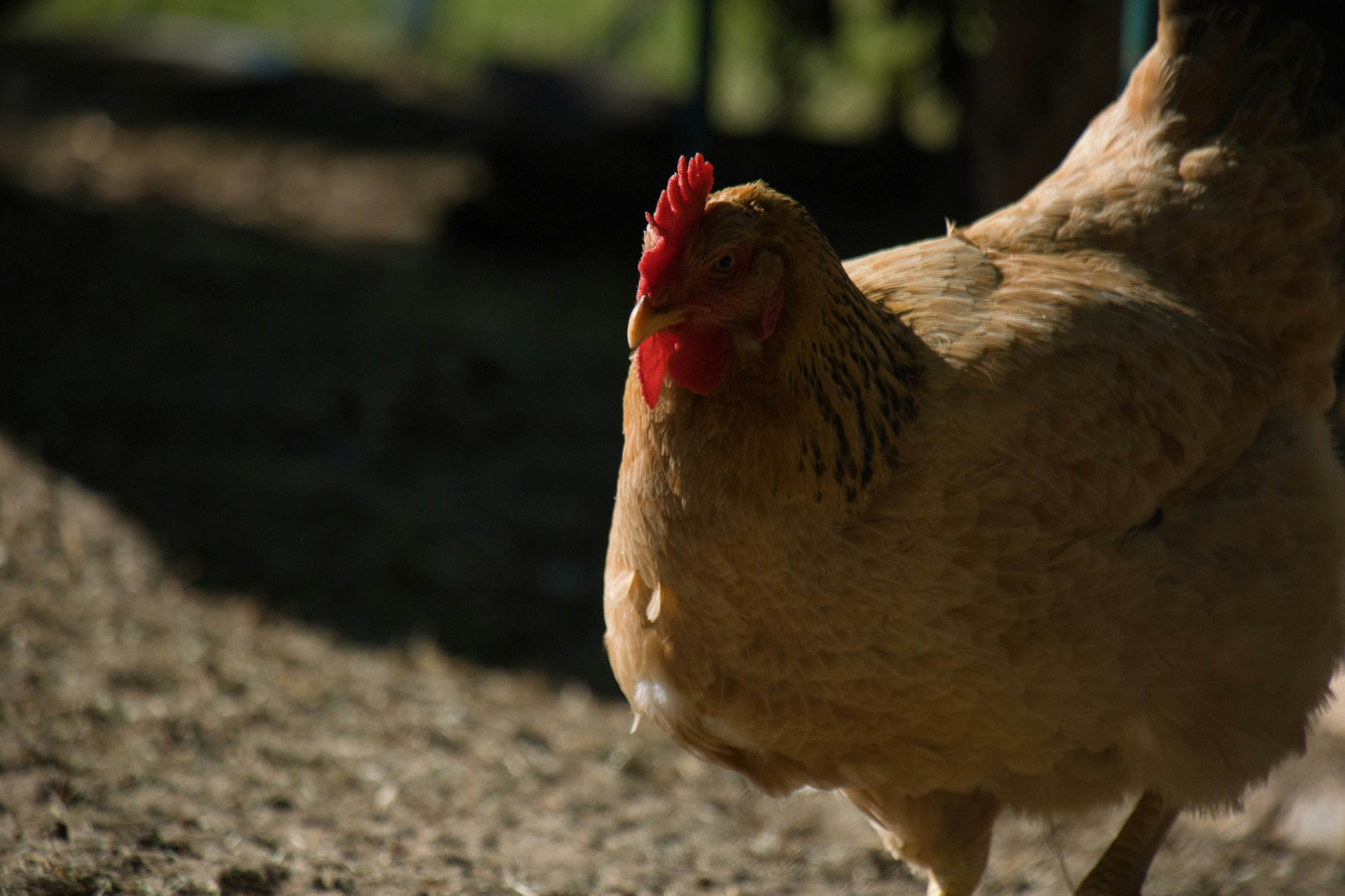 Die rote Vogelmilbe bei Hühnern | Symptome & Behandlung