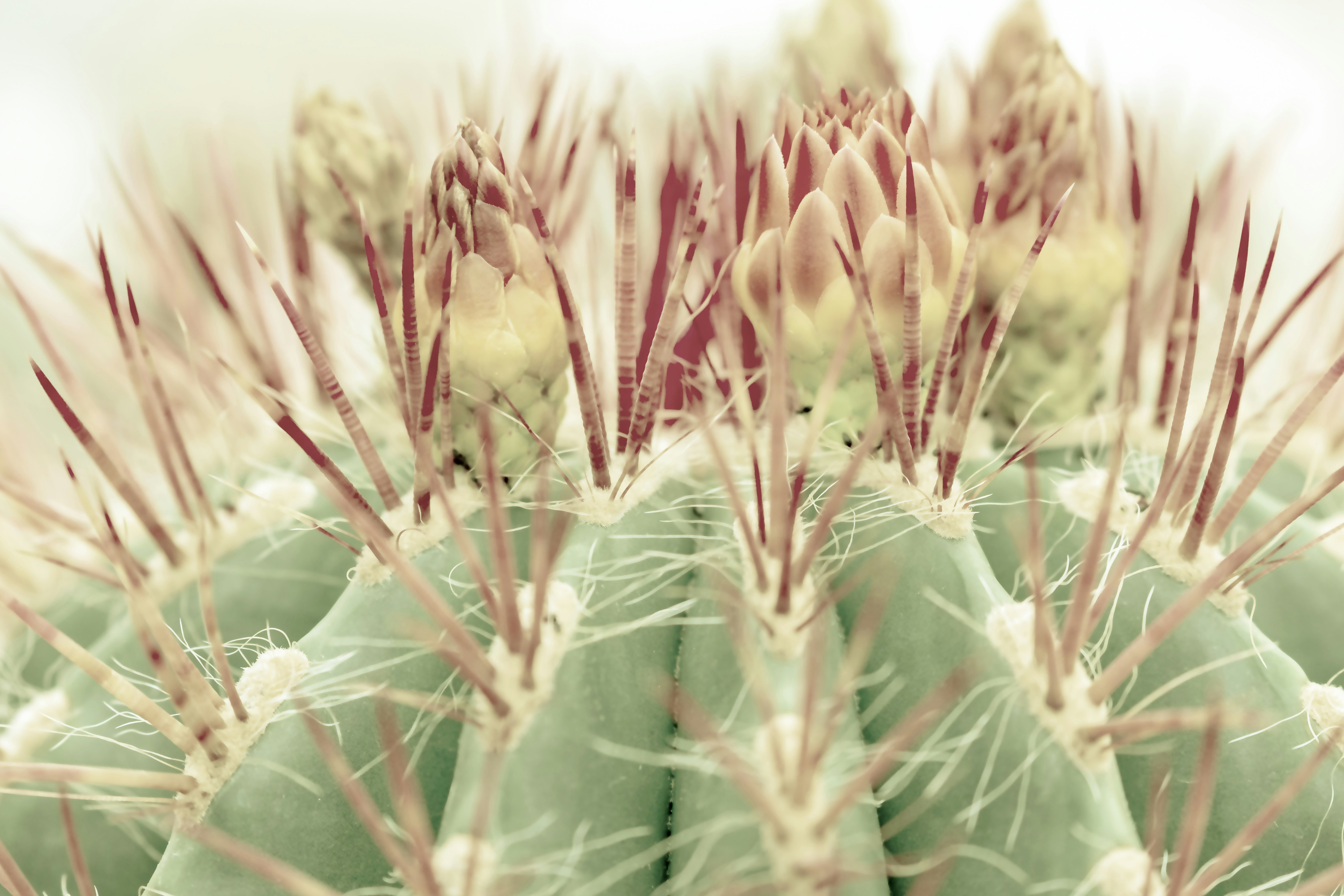 Macro Crown of Spines: Soft, sunlit texture on a desert cactus