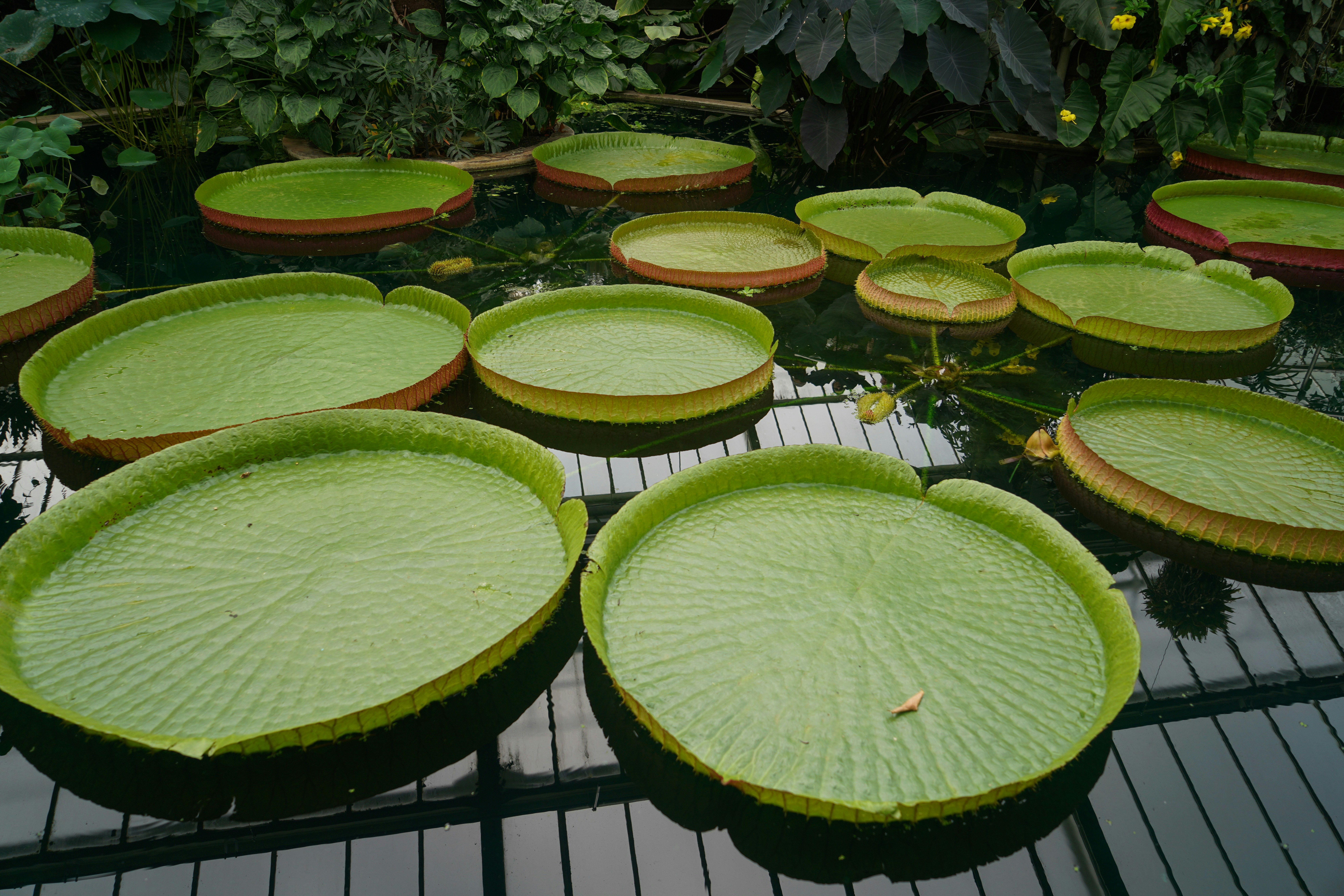 Large lily pads floating serenely on a still pond, surrounded by lush foliage. The arrangement creates a peaceful, harmonious scene.
