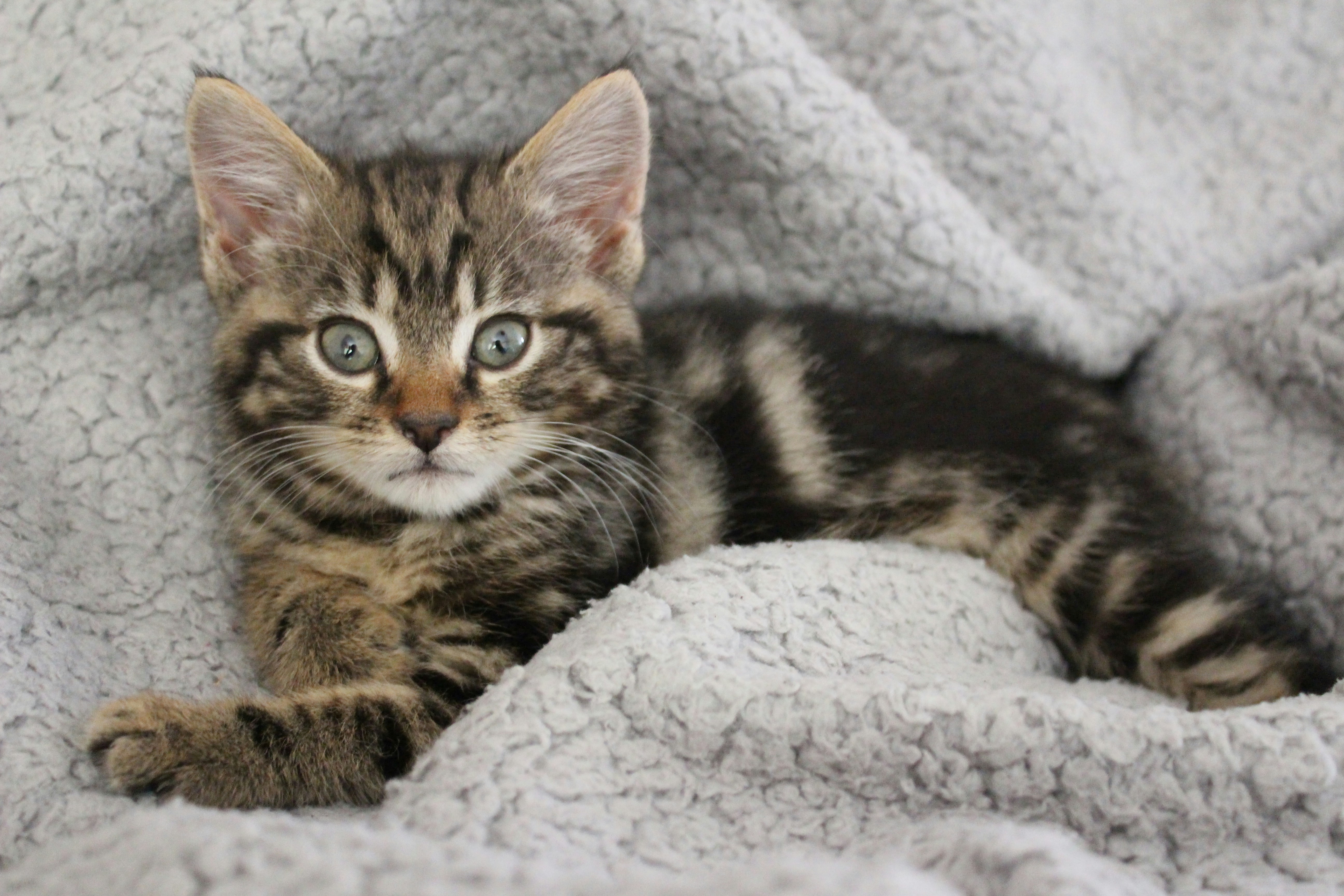 Tabby kitten | 24 best free tabby kitten, kitten, animal and mammal ...