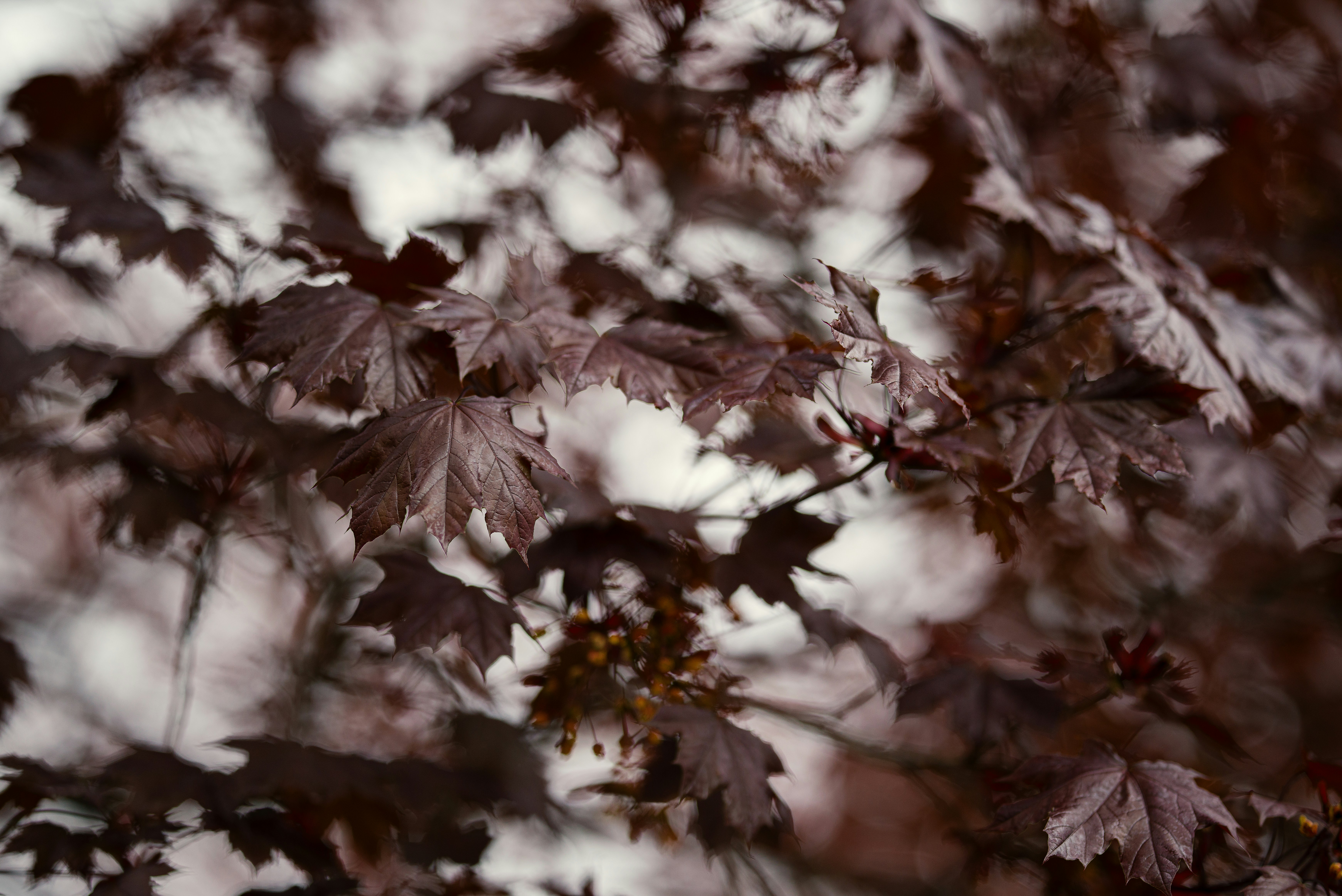 Crimson Canopy: Quiet Focus Among Maple Fronds