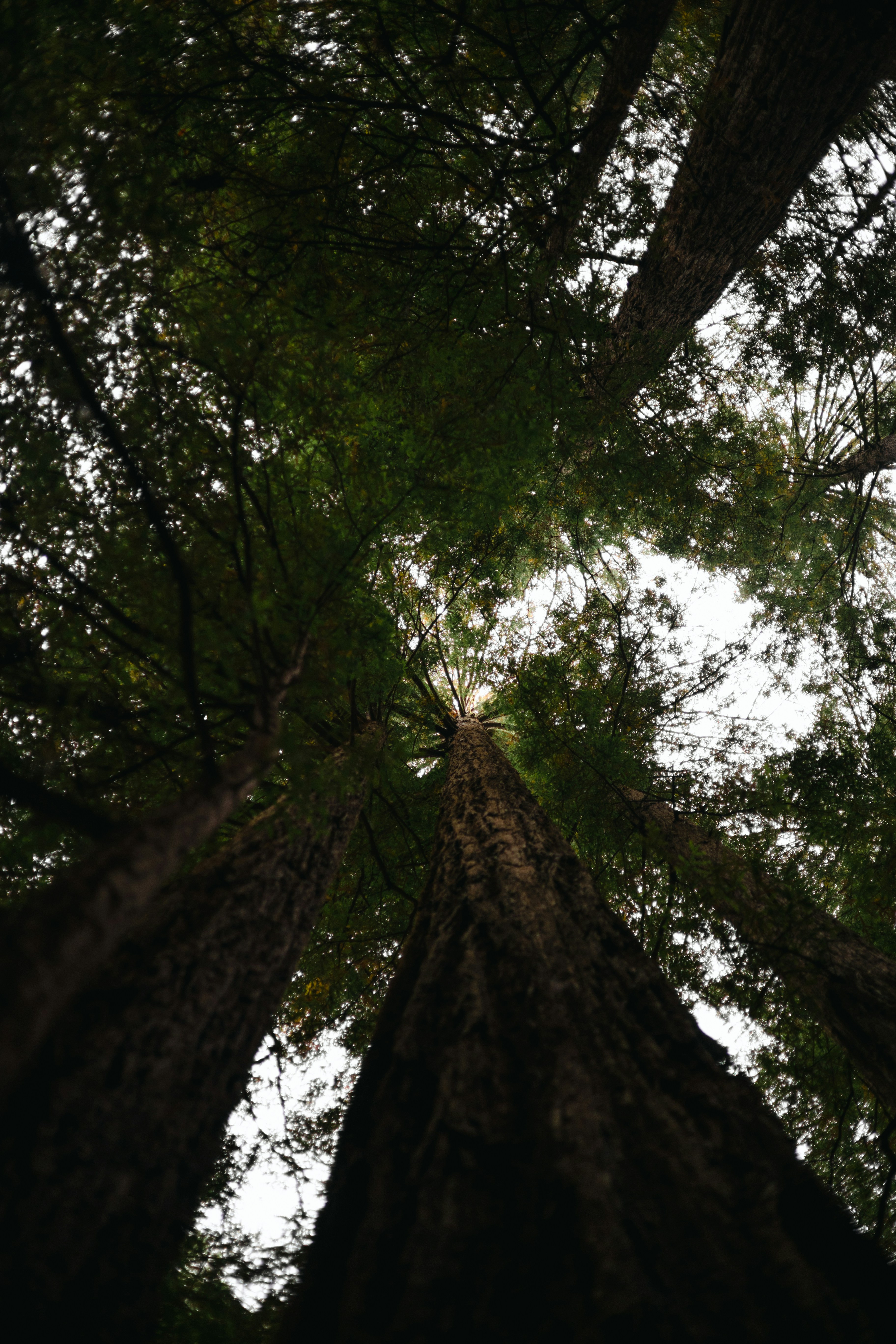 Looking up at the tops of tall trees photo – Free Redwood Image on Unsplash