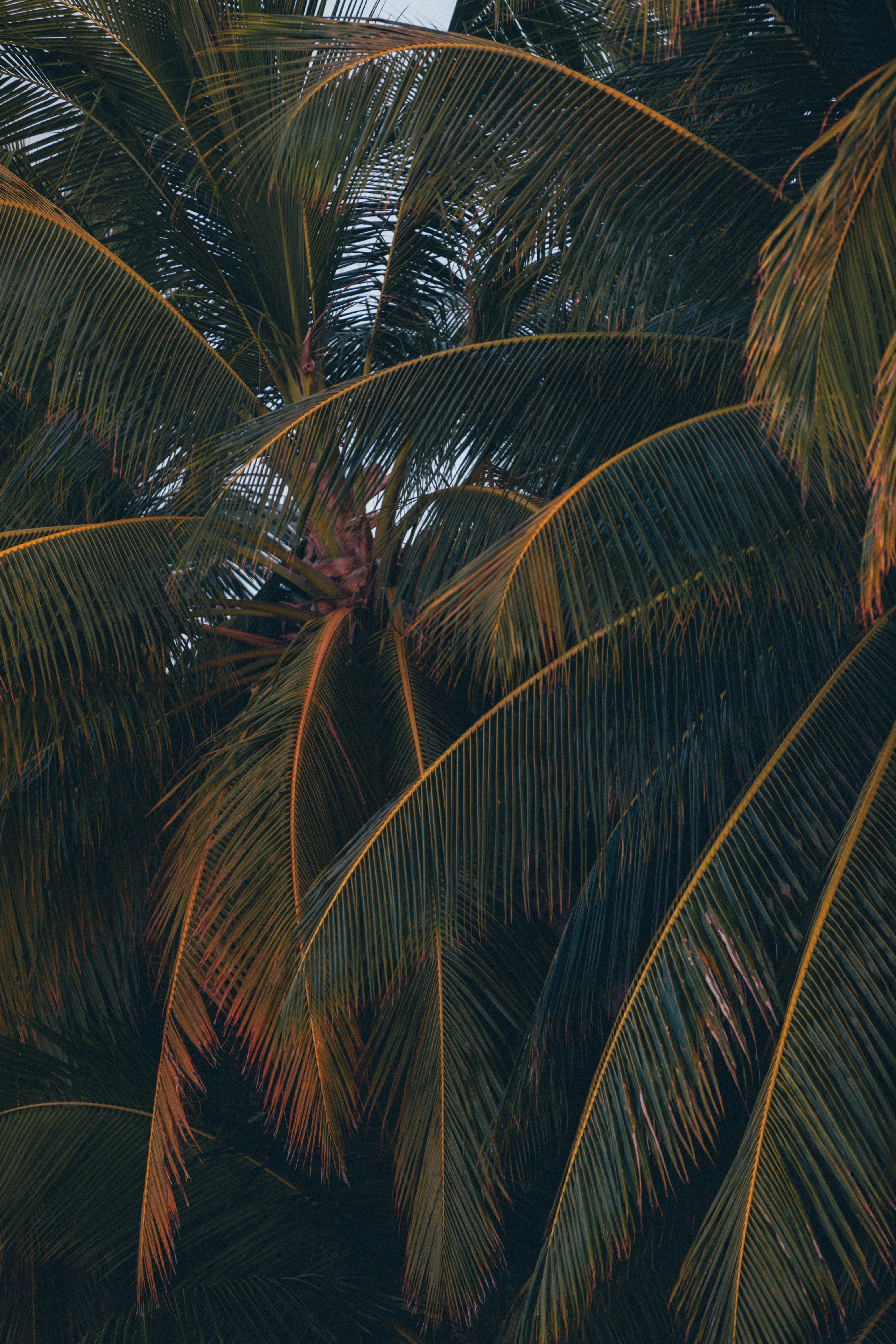 Dense layers of palm fronds intertwine, creating a lush green tapestry against a soft sky backdrop.