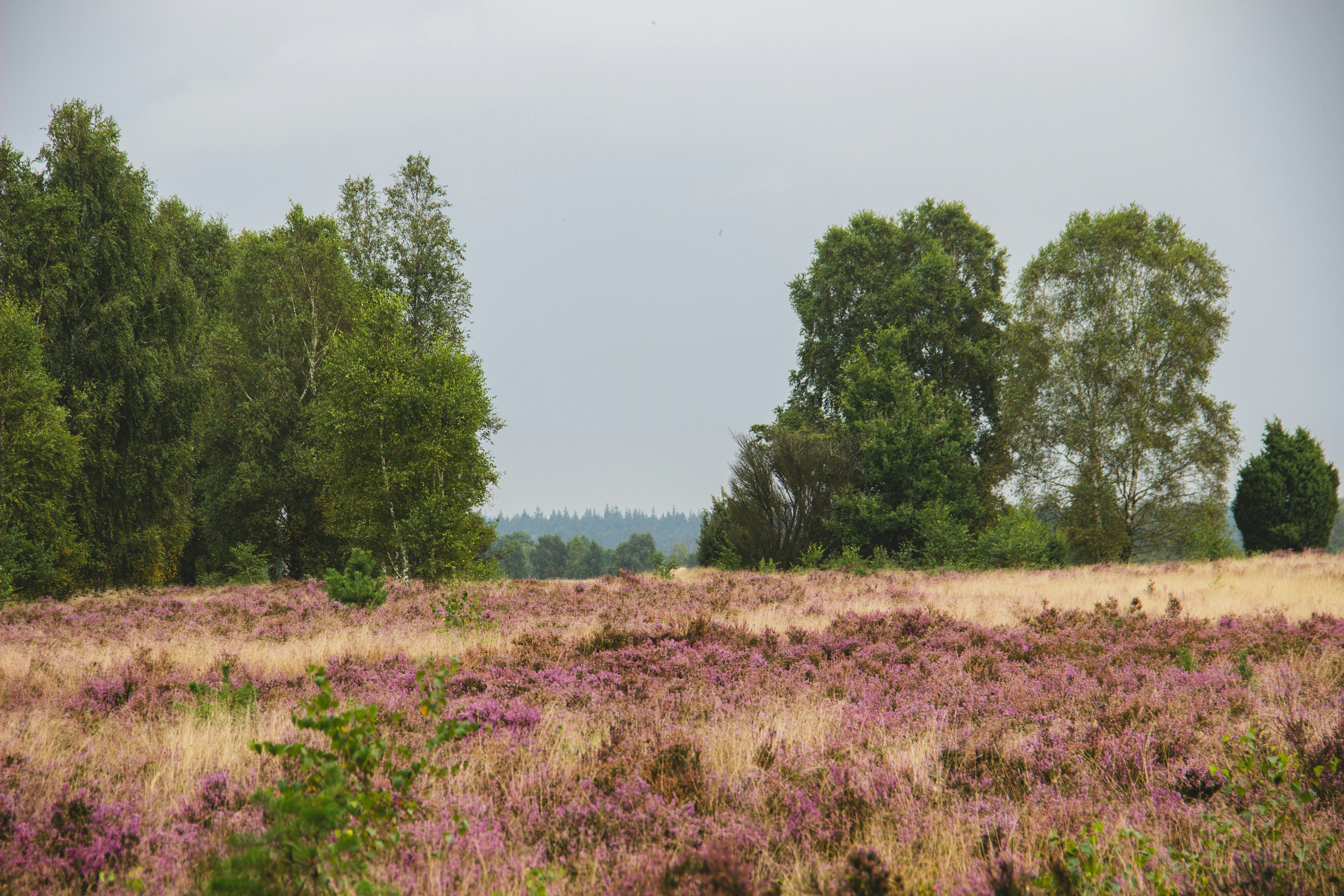 Vibrant heather blooms blanket a tranquil meadow, framed by lush trees under a moody sky. The landscape captures the serene beauty of nature in late summer.