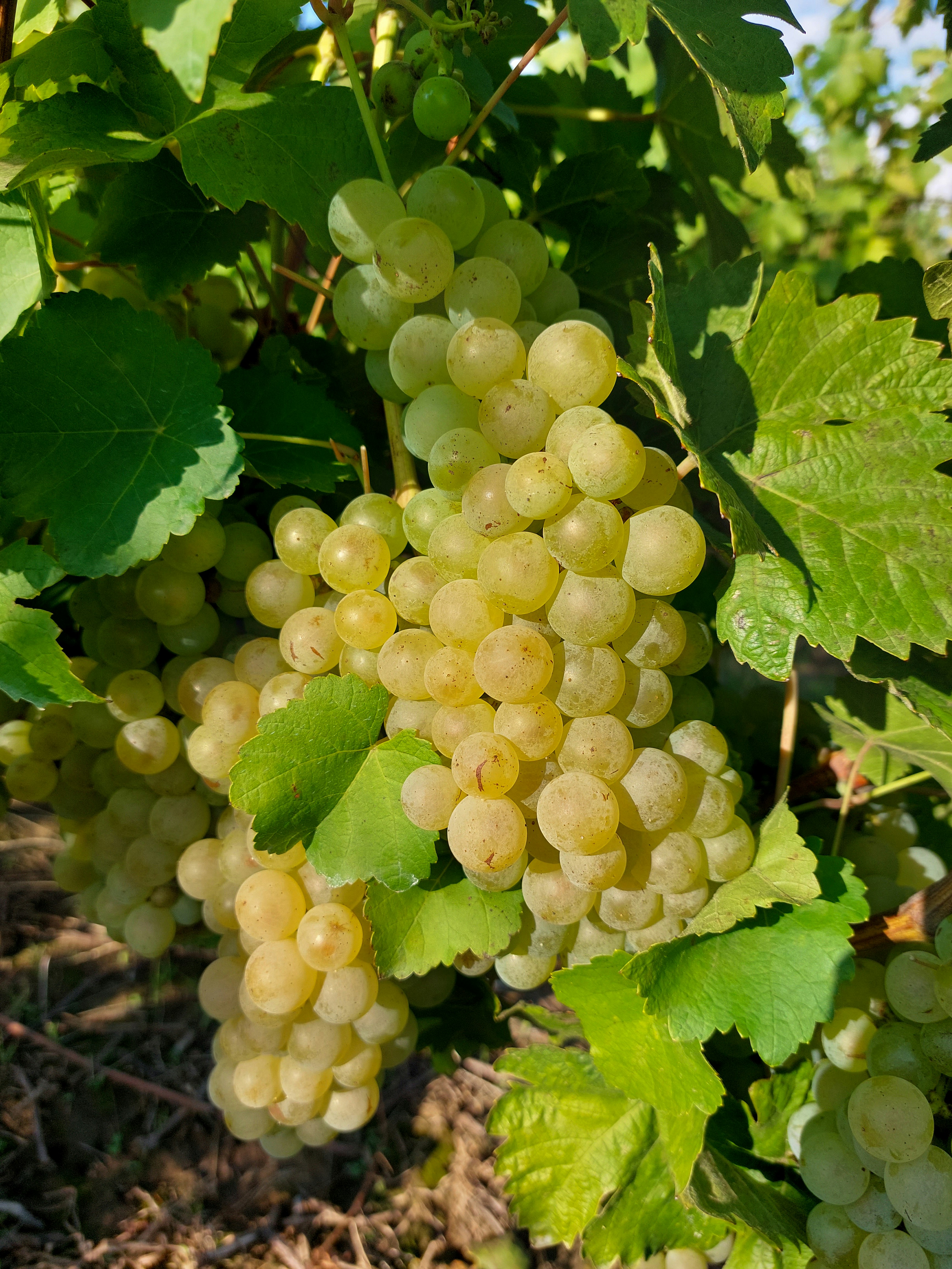 Clusters of green grapes nestled among vibrant leaves in a sunlit vineyard.