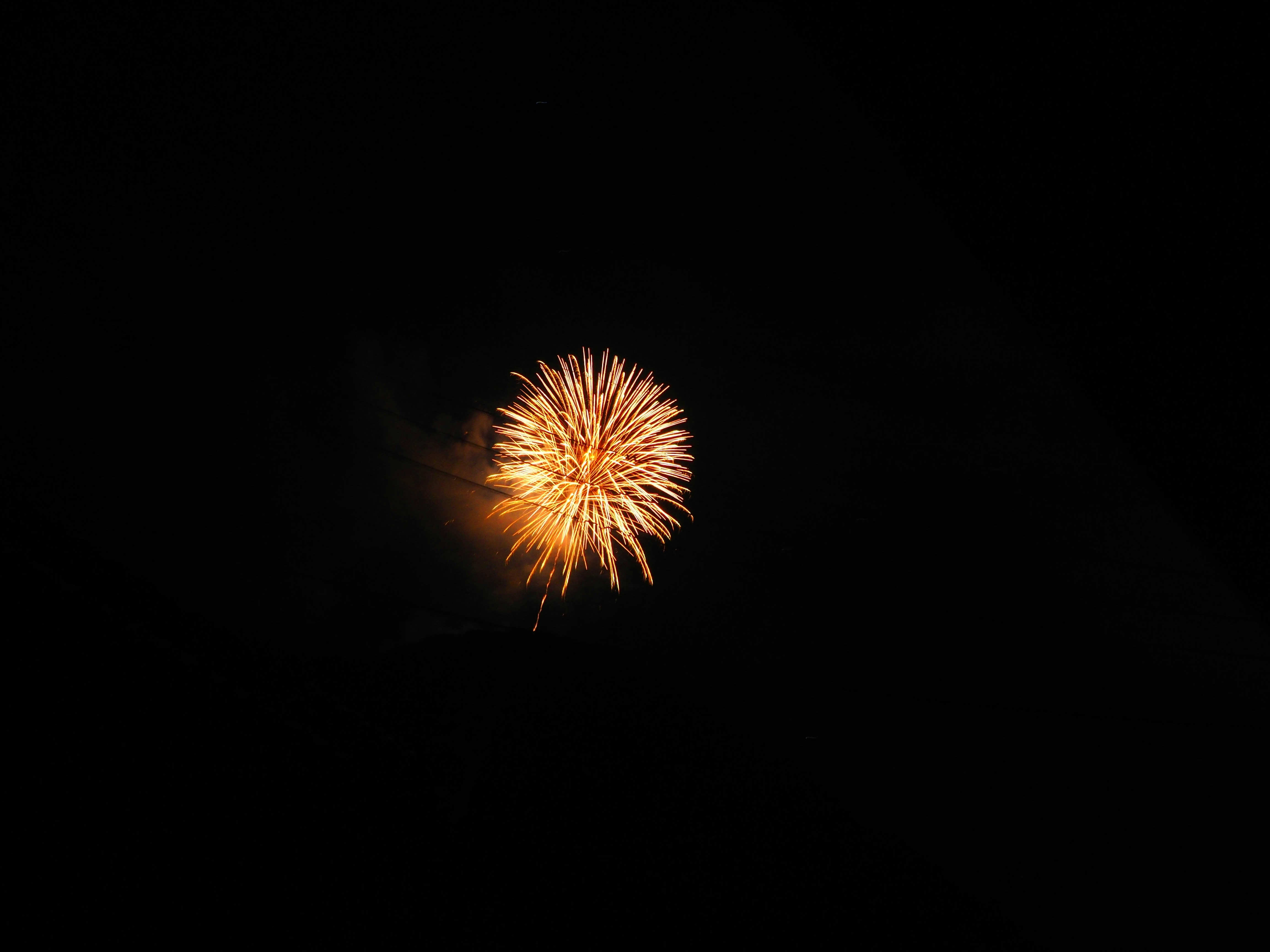 Golden Firework Bloom in the Midnight Velvet